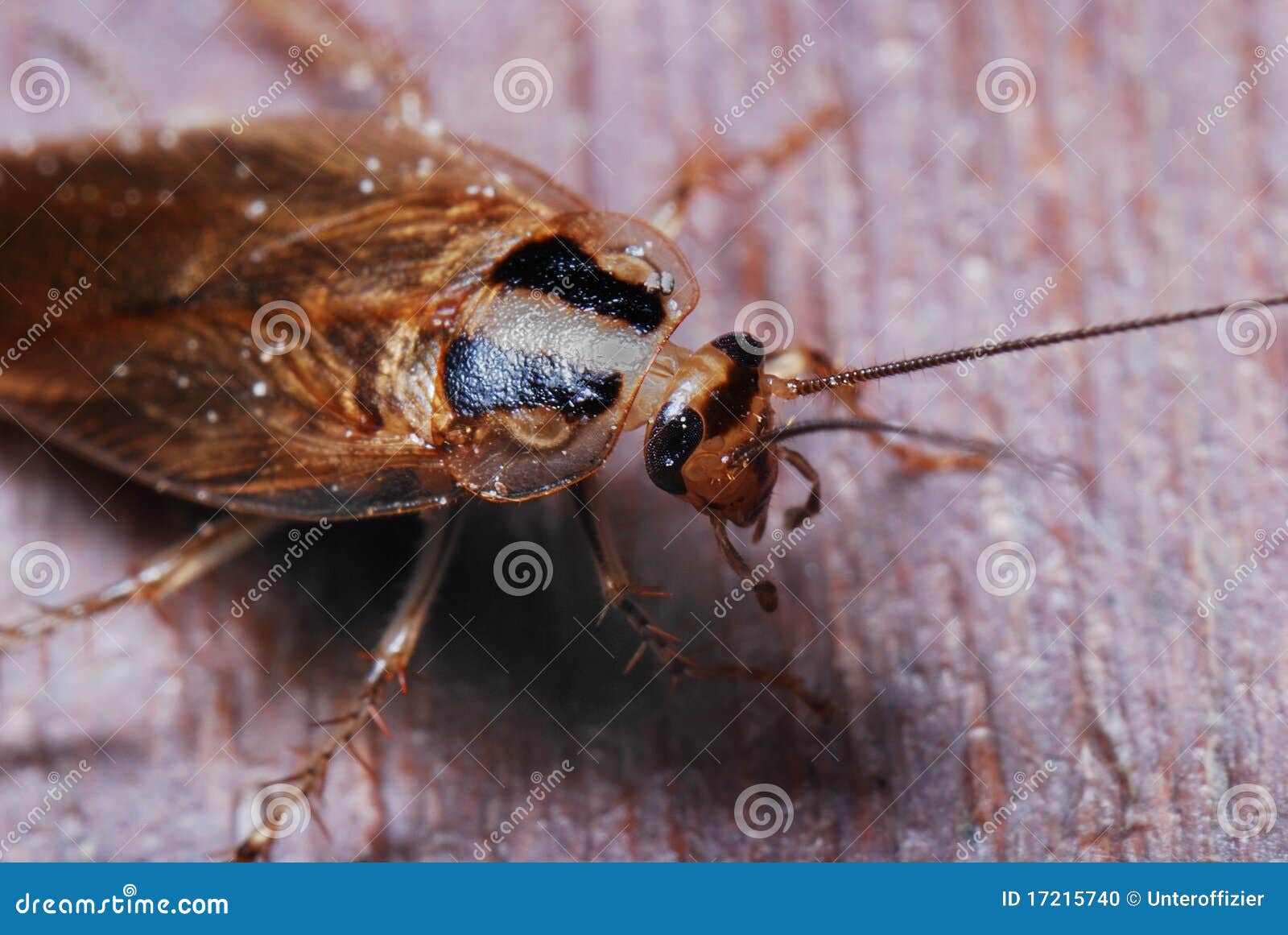 Plan Rapproché De Cancrelat Photo stock - Image du peau, laboratoire ...