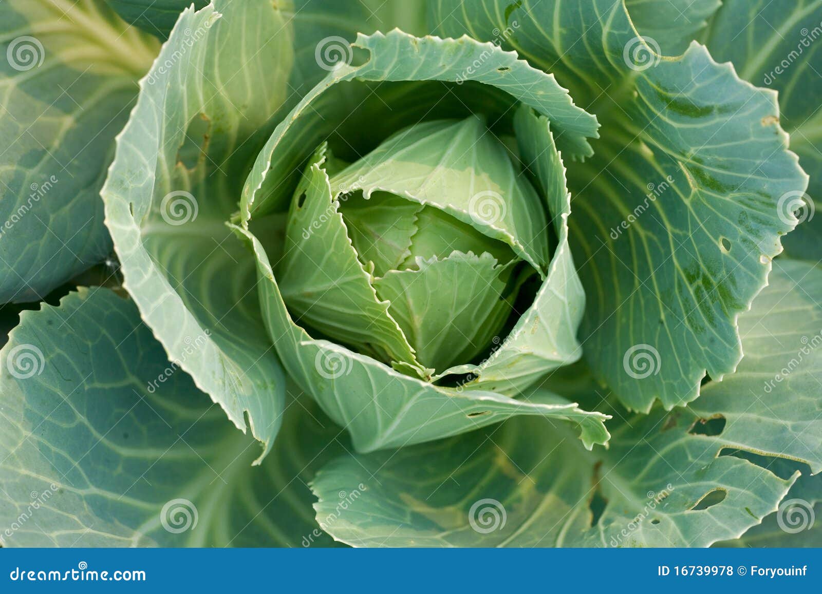 Plan Rapproché De Chou Dans Le Terrain Photo stock - Image du personne ...