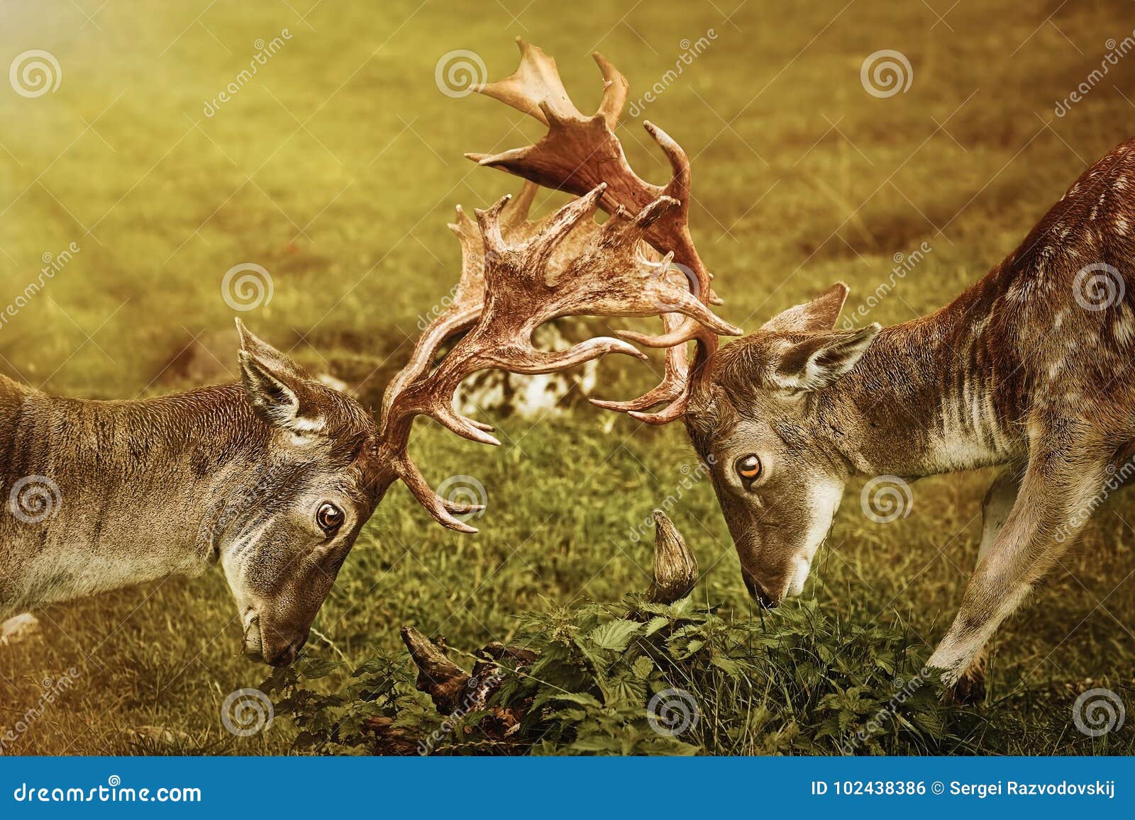 Plan Rapproché De Combat De Cerfs Communs Photo stock - Image du bois ...