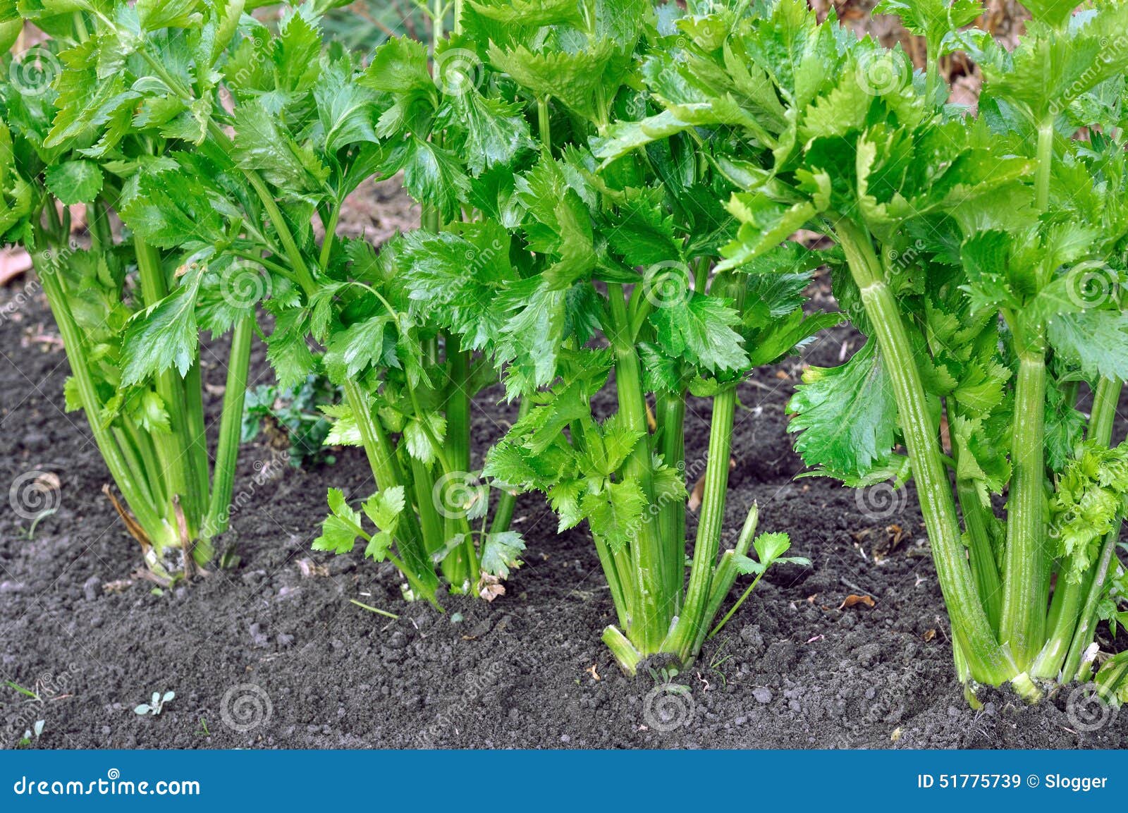 celeri plantation - Idee et astuce de la maison