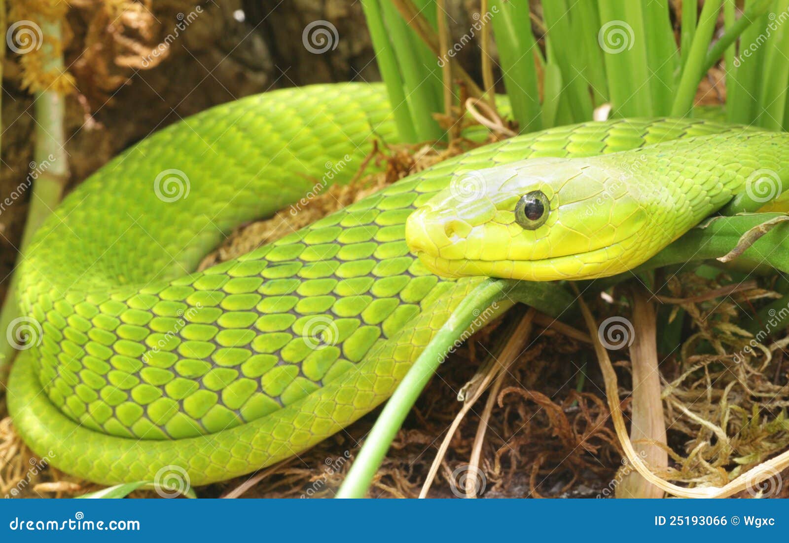 Plan Rapproché De Serpent De Mamba Vert Photo stock - Image du fond ...