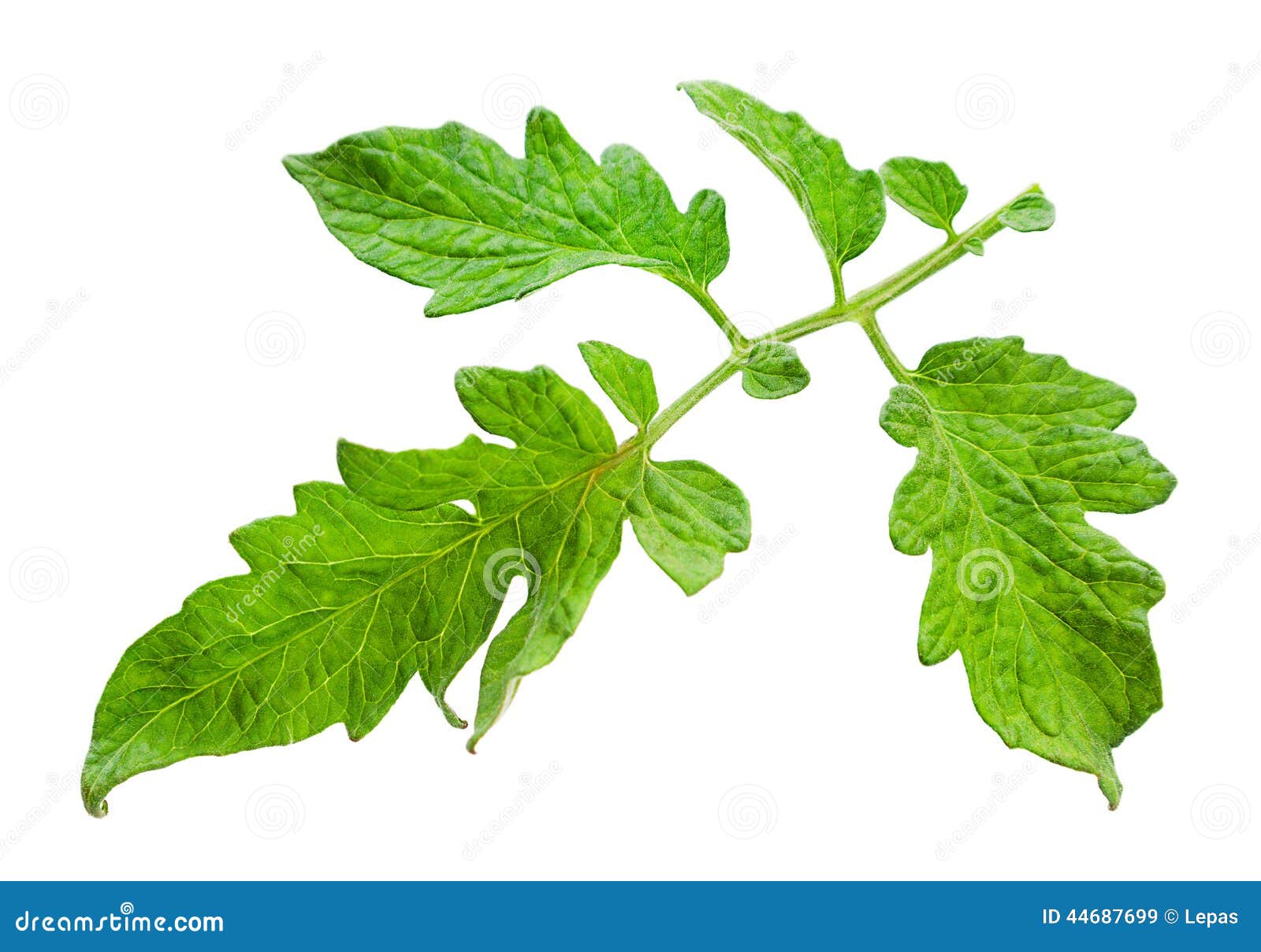 Plan Rapproché De Feuille De Tomate Photo stock - Image: 44687699