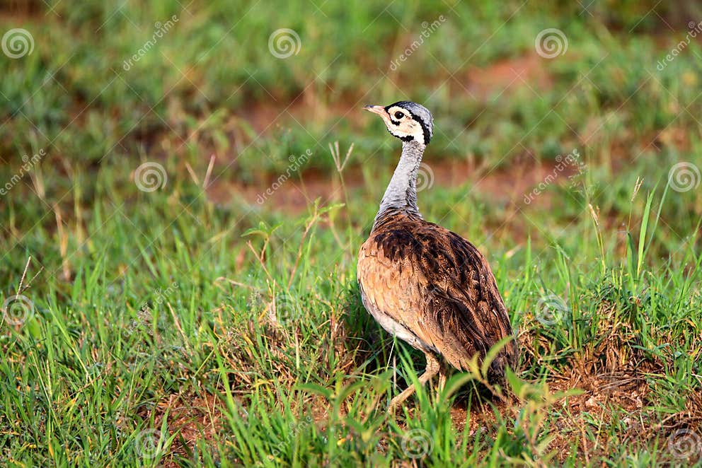 Plan Rapproché D'outarde Ou De Senegalensis Blanc-gonflée D'Eupodotis ...