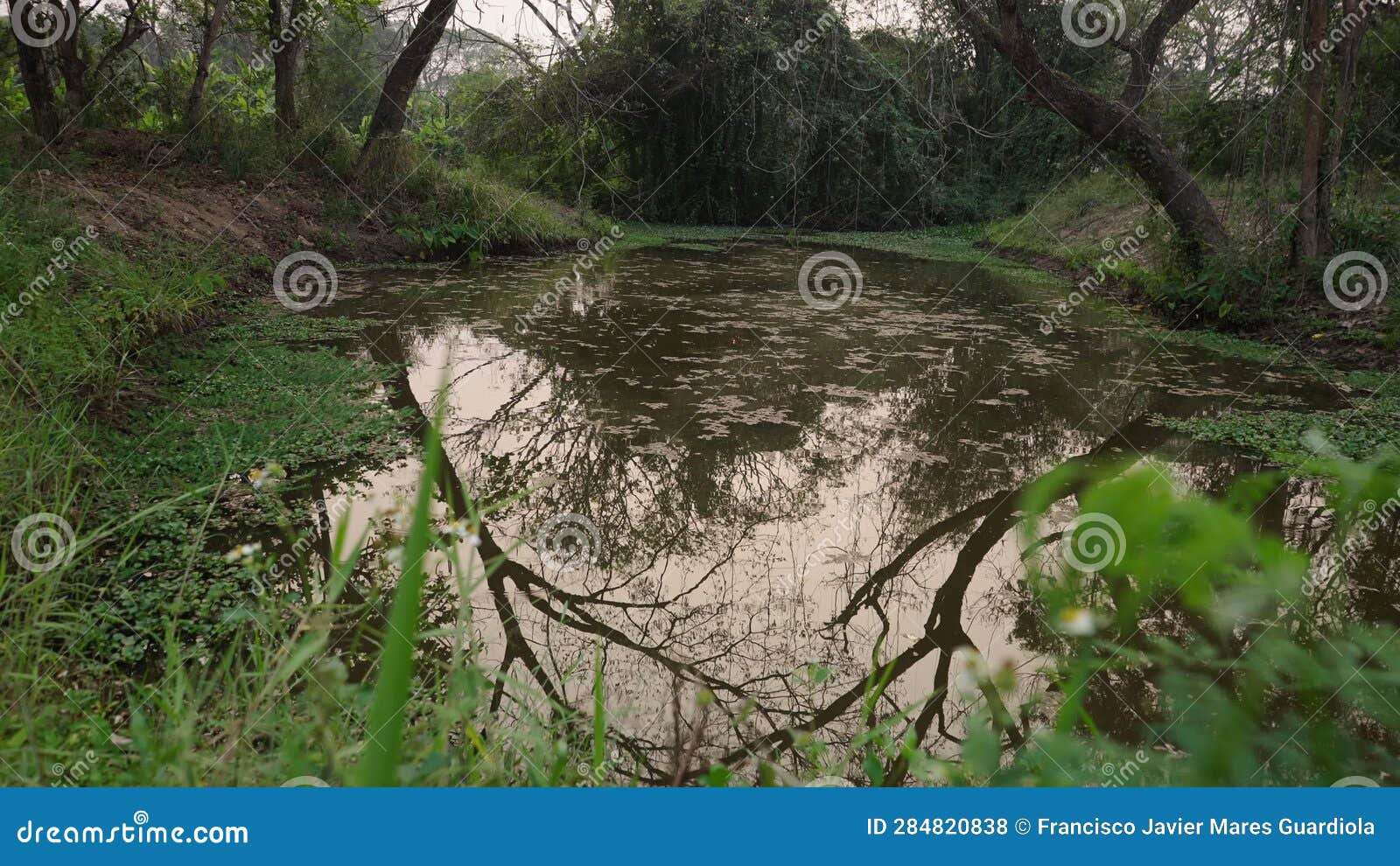 Plan of a Swamp in a Forest in Thailand Stock Footage - Video of ...