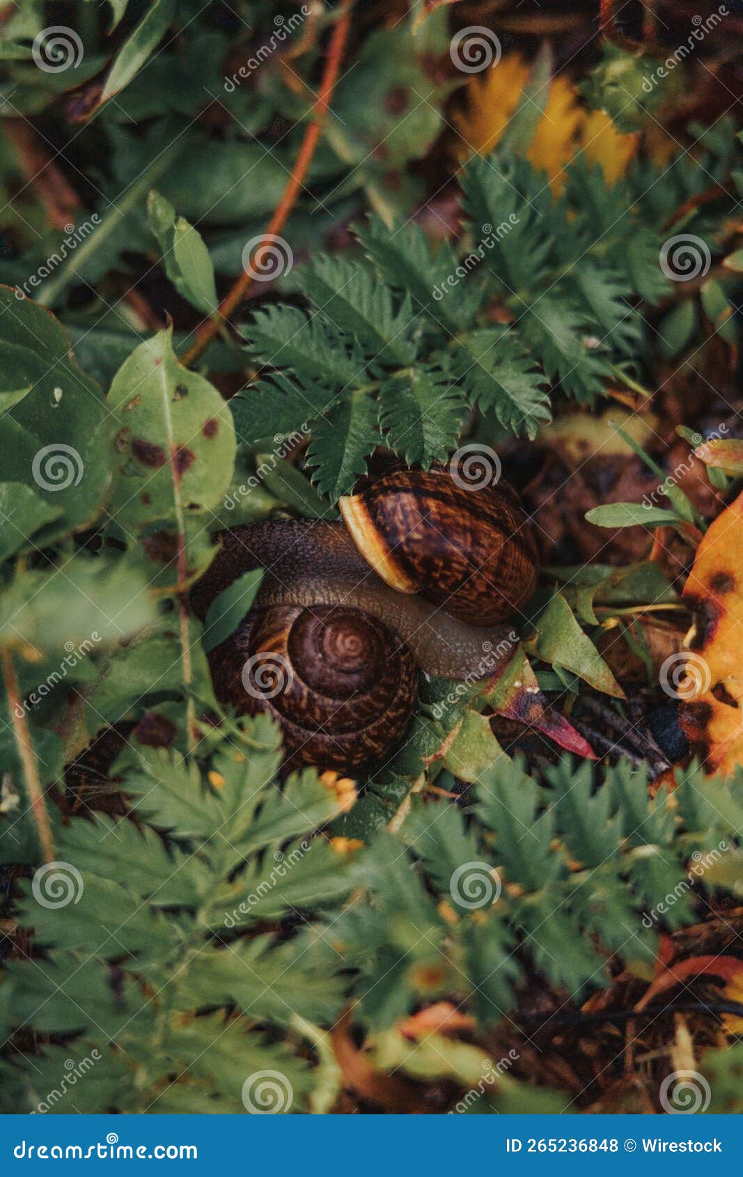 Plan Vertical D'escargots Sur Les Plantes Vertes Photo stock - Image du ...