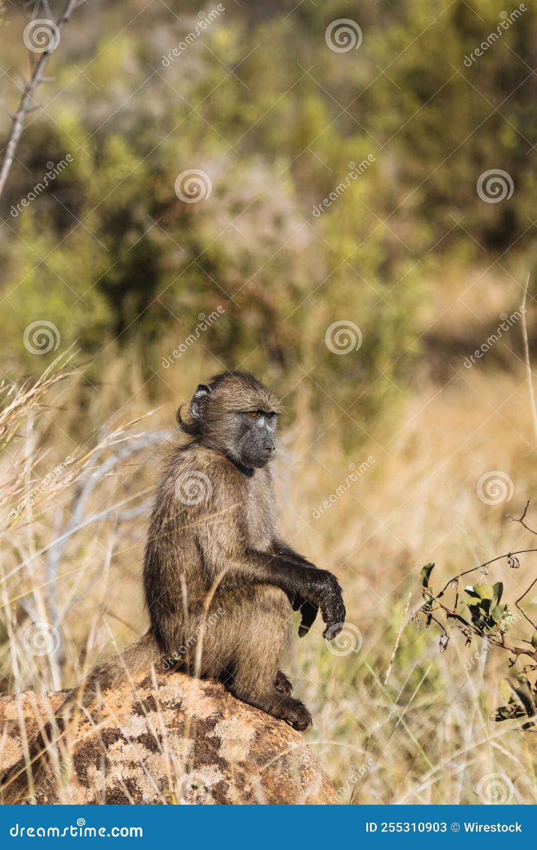 Plan Vertical D'un Babouin Mignon Dans Son Habitat Naturel Image stock ...
