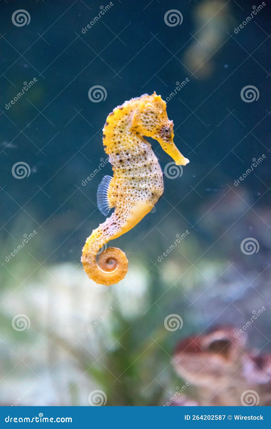 Plan Vertical D'un Beau Cheval De Mer Dans L'aquarium Image stock ...