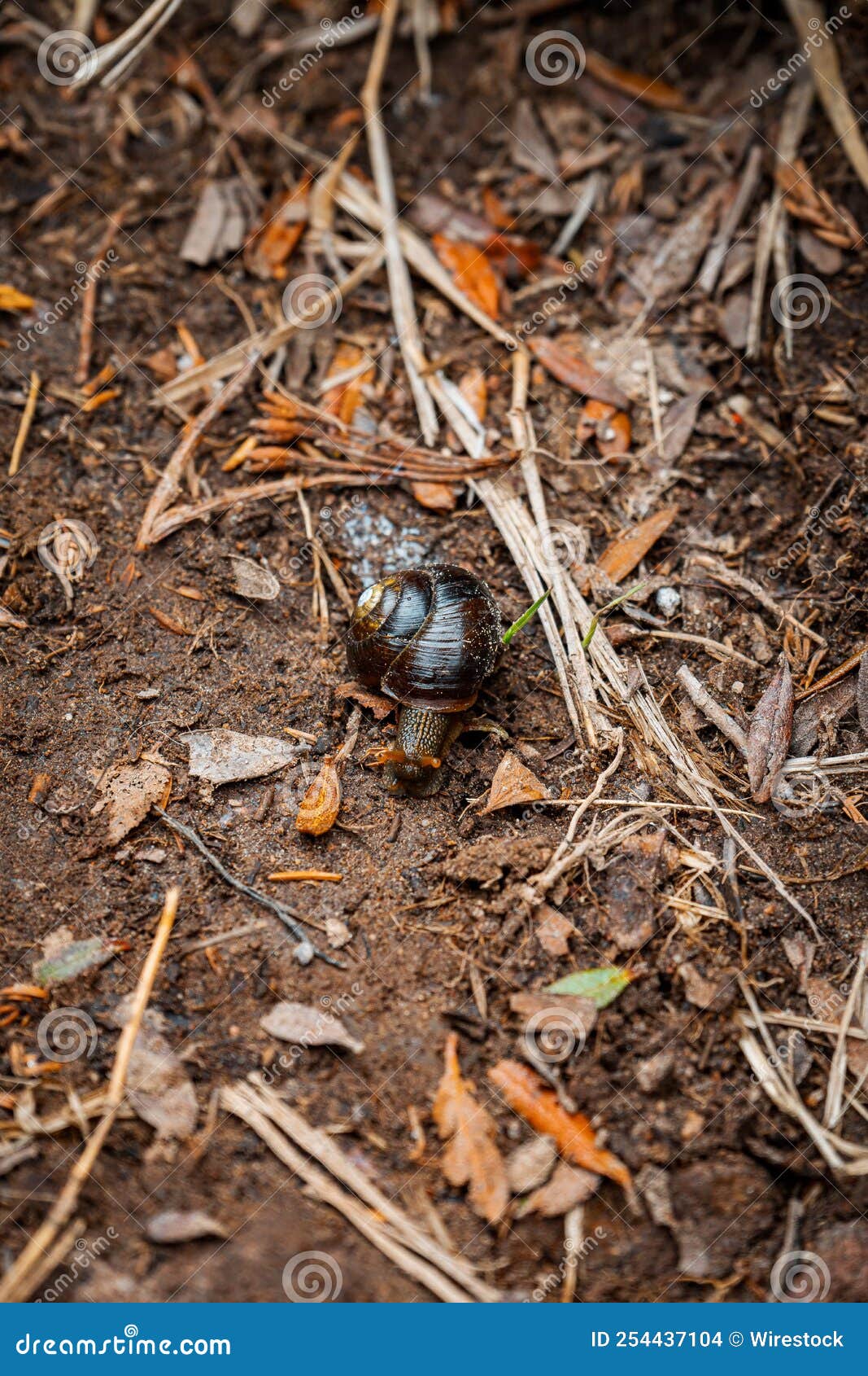 Plan Vertical D'un Escargot Au Sol Photo stock - Image du faune ...