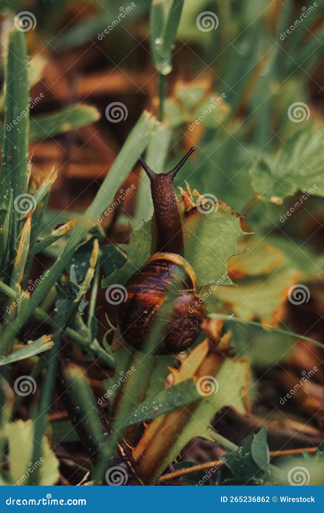 Plan Vertical D'un Escargot Sur Des Plantes Vertes Photo stock - Image ...