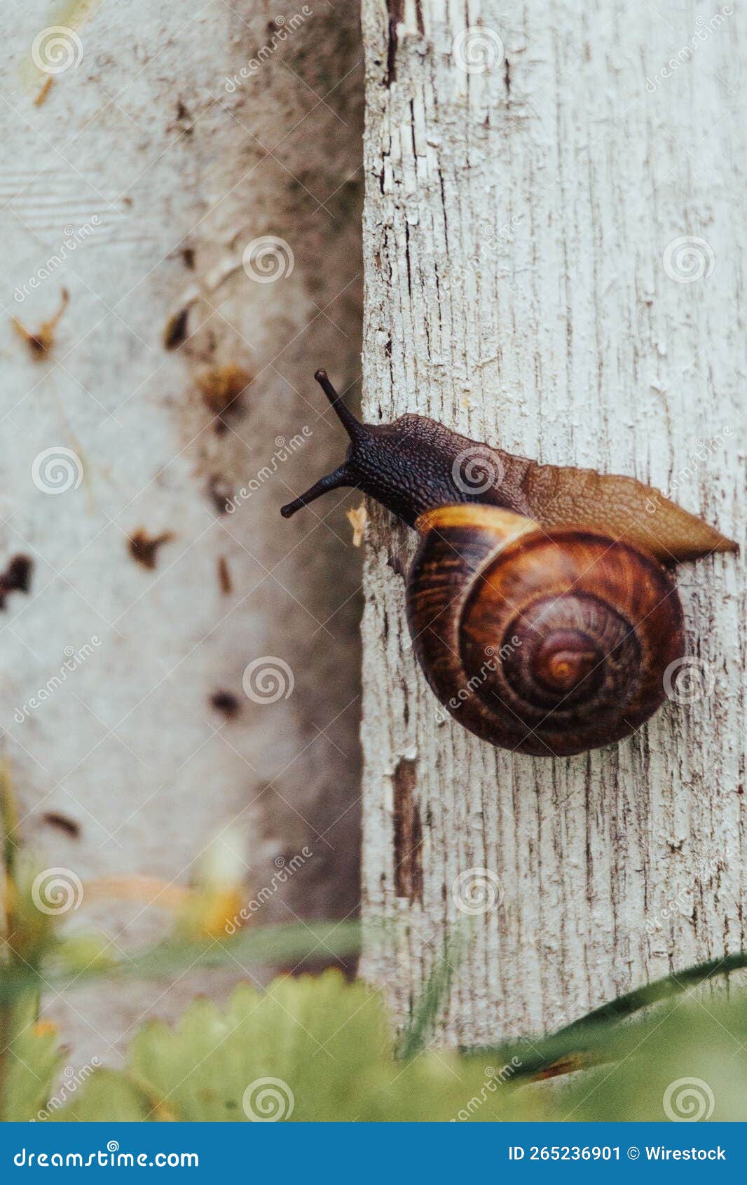 Plan Vertical D'un Escargot Sur Une Surface Blanche En Bois Image stock ...