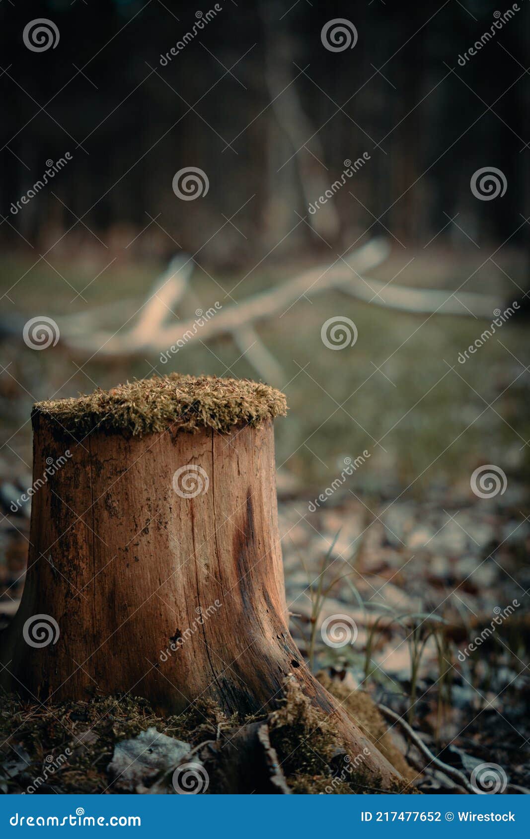 Plan vertical d'un moignon photo stock. Image du forêt - 217477652 Plan vertical d'un moignon photo stock. Image du forêt - 217477652
