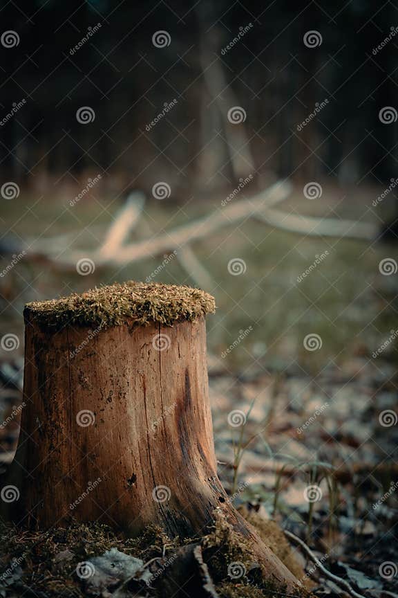 Plan vertical d'un moignon photo stock. Image du forêt - 217477652
