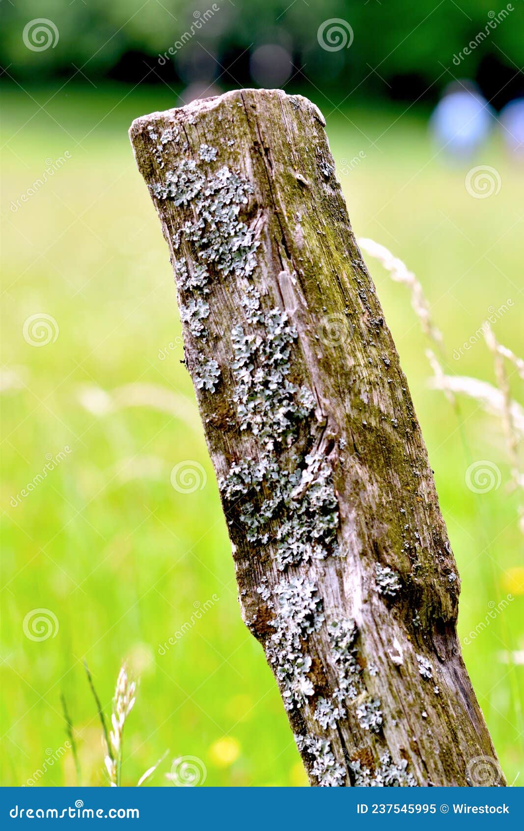 Plan Vertical D'un Morceau De Bois De Mousse Image stock - Image du ...