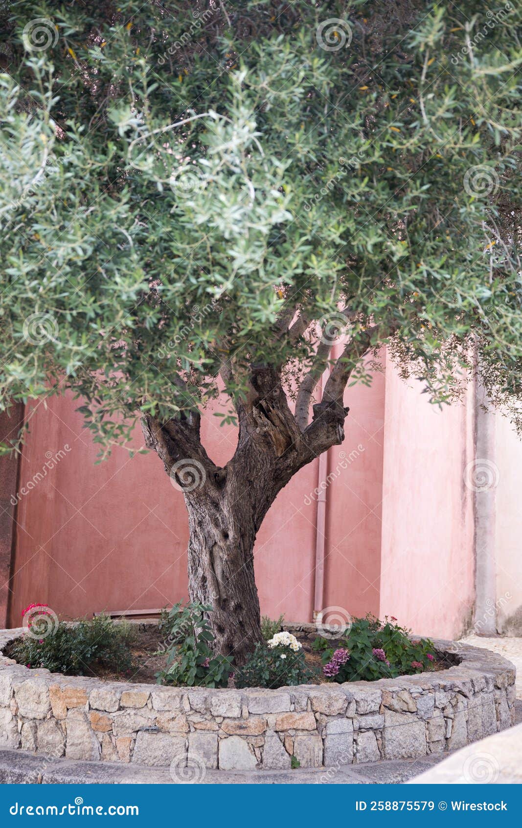 Plan vertical d'un olivier image stock. Image of branchement - 258875579 Plan vertical d'un olivier image stock. Image of branchement - 258875579