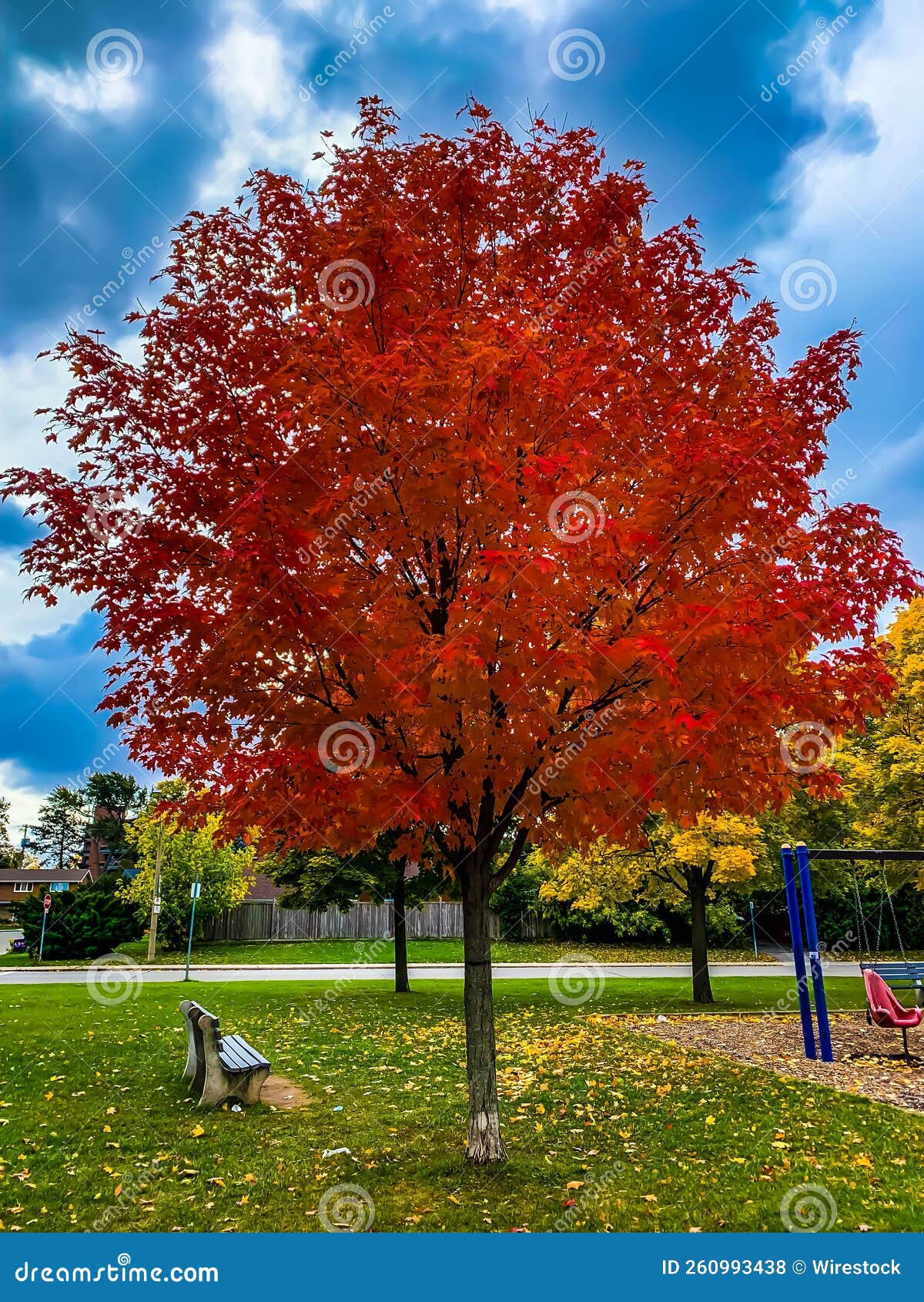 Plan Vertical D'un Parc D'automne Avec Un Arbre Roux Photo stock ...
