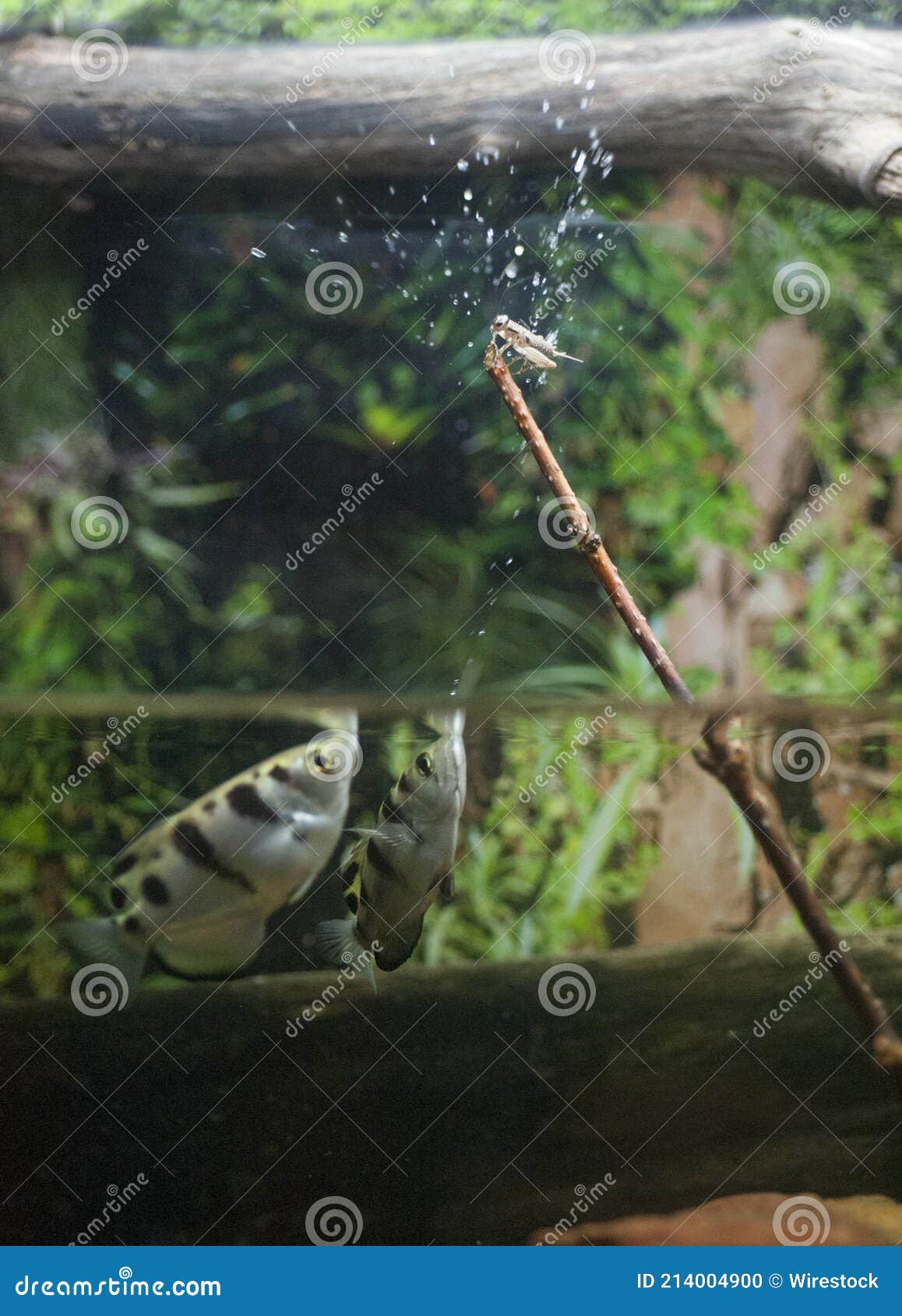 Plan Vertical D'un Poisson Archer Tirant De L'eau Et Attaquant Un ...