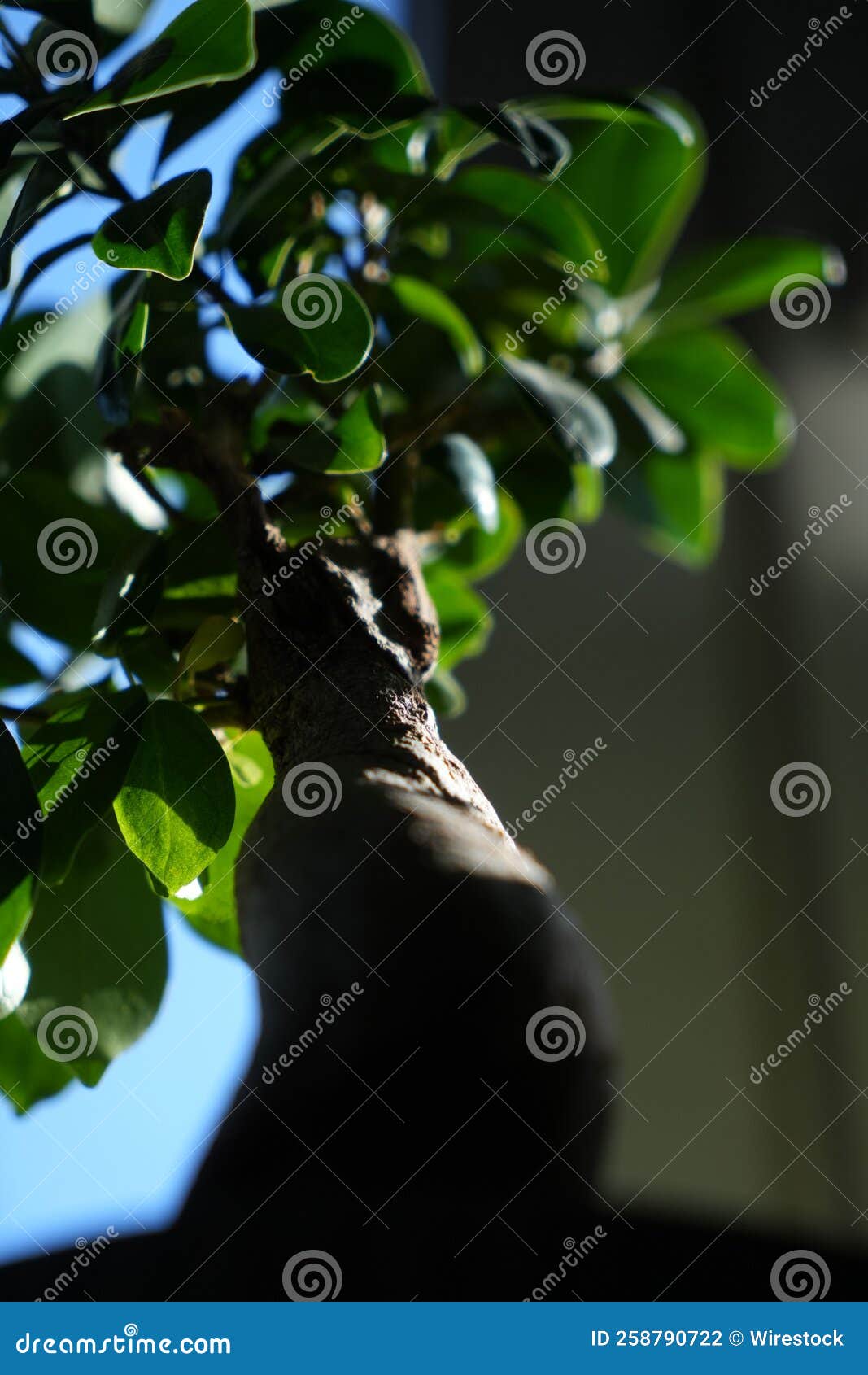 Plan Vertical D'un Tronc D'arbre Avec Feuilles Vertes Photo stock ...