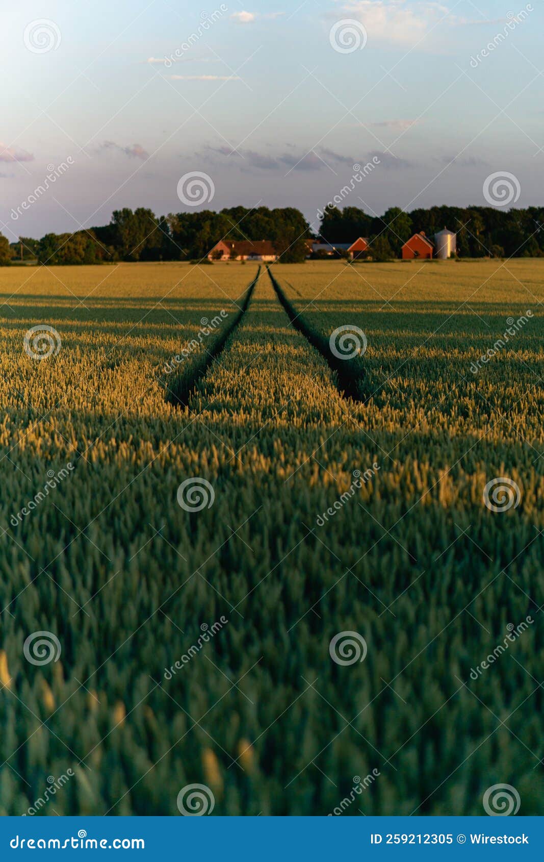Plan Vertical D'un Vaste Champ Agricole Image stock - Image du nature ...