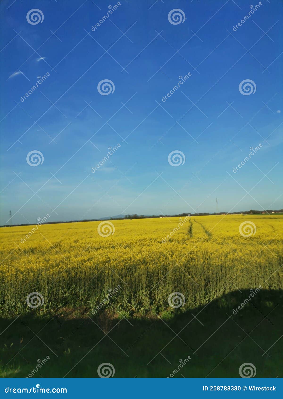 Plan Vertical D'un Vaste Champ De Fleurs Jaunes Photo stock - Image du ...