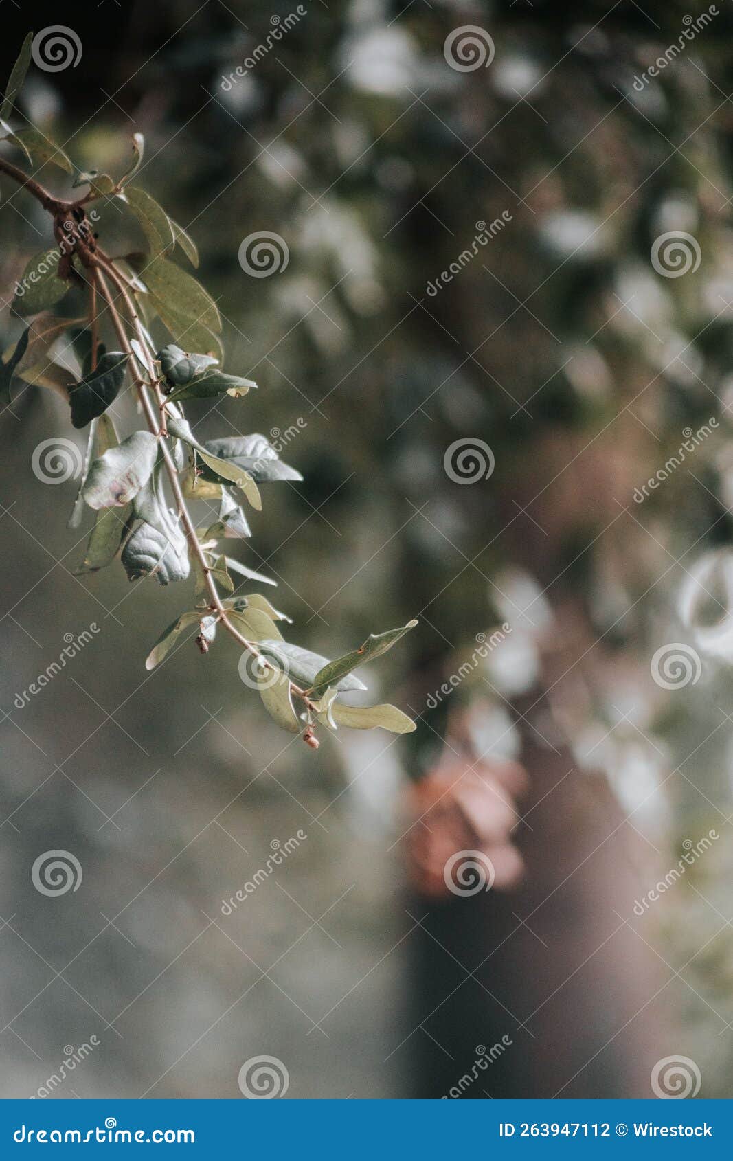 Plan Vertical D'une Branche D'arbre Avec Feuilles Vertes Photo stock ...