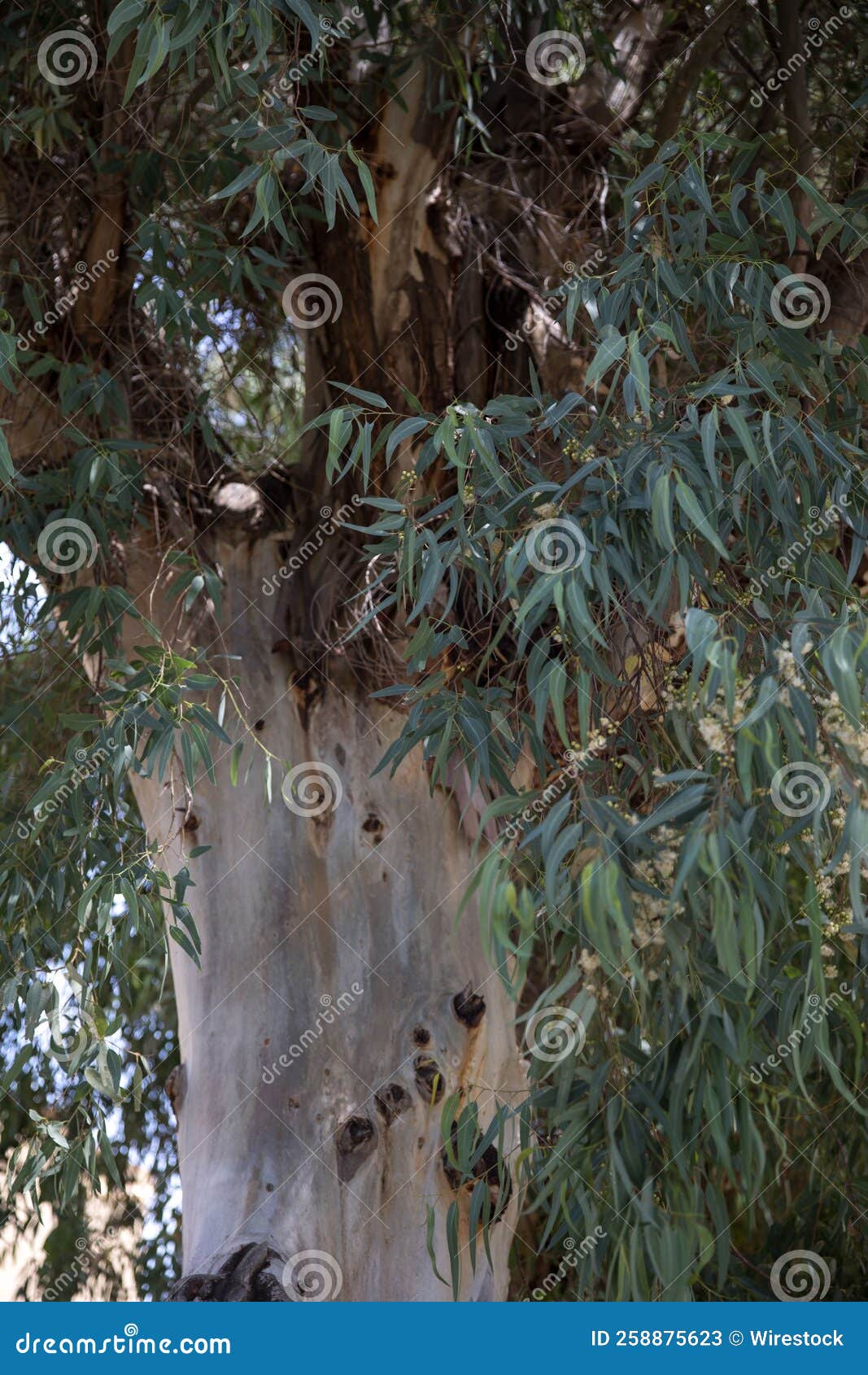Plan Vertical D'une Branche D'arbre D'eucalyptus Image stock - Image du ...