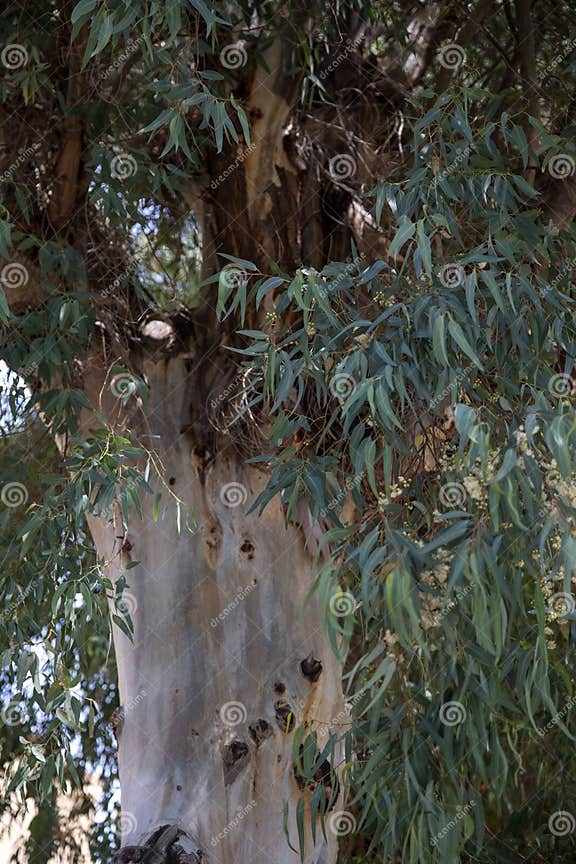 Plan Vertical D'une Branche D'arbre D'eucalyptus Image stock - Image du ...