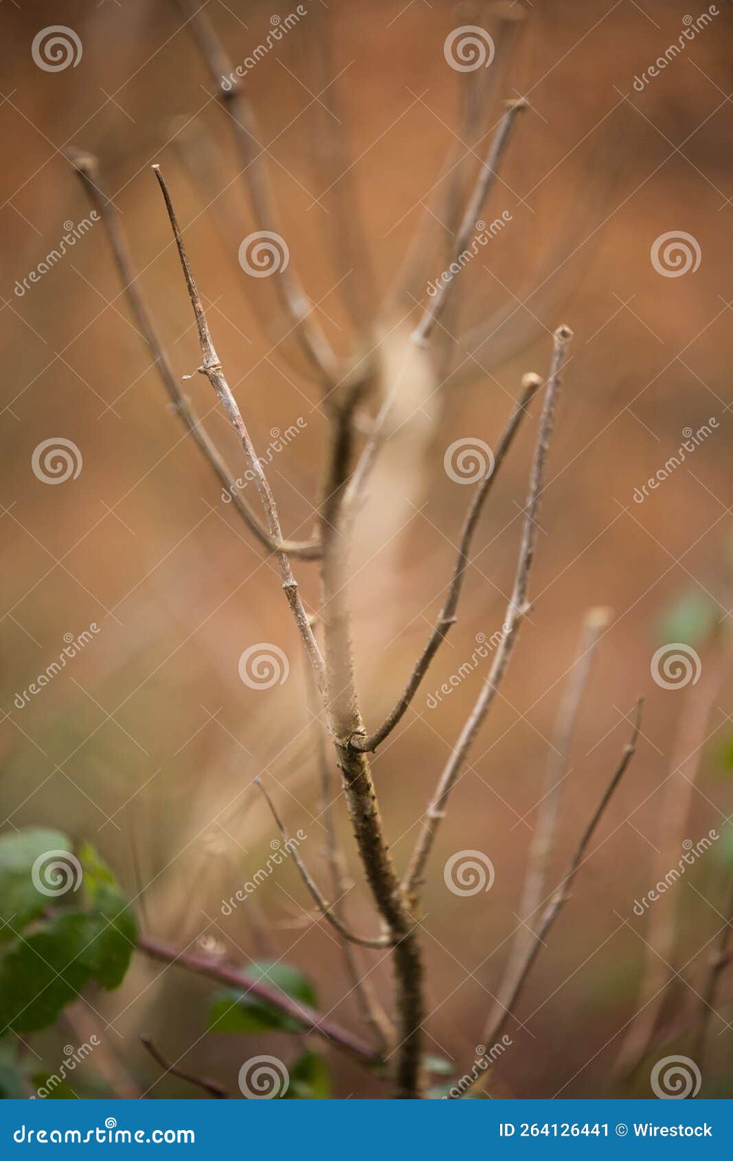 Plan Vertical D'une Branche Sans Feuilles D'un Arbre Image stock ...