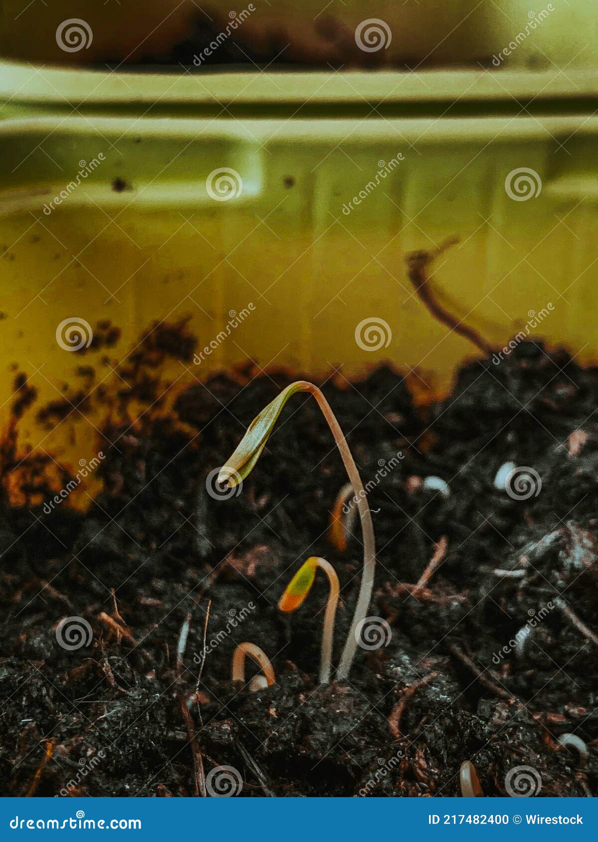 Plan Vertical D'une Pousse En Croissance Photo stock - Image du aride ...