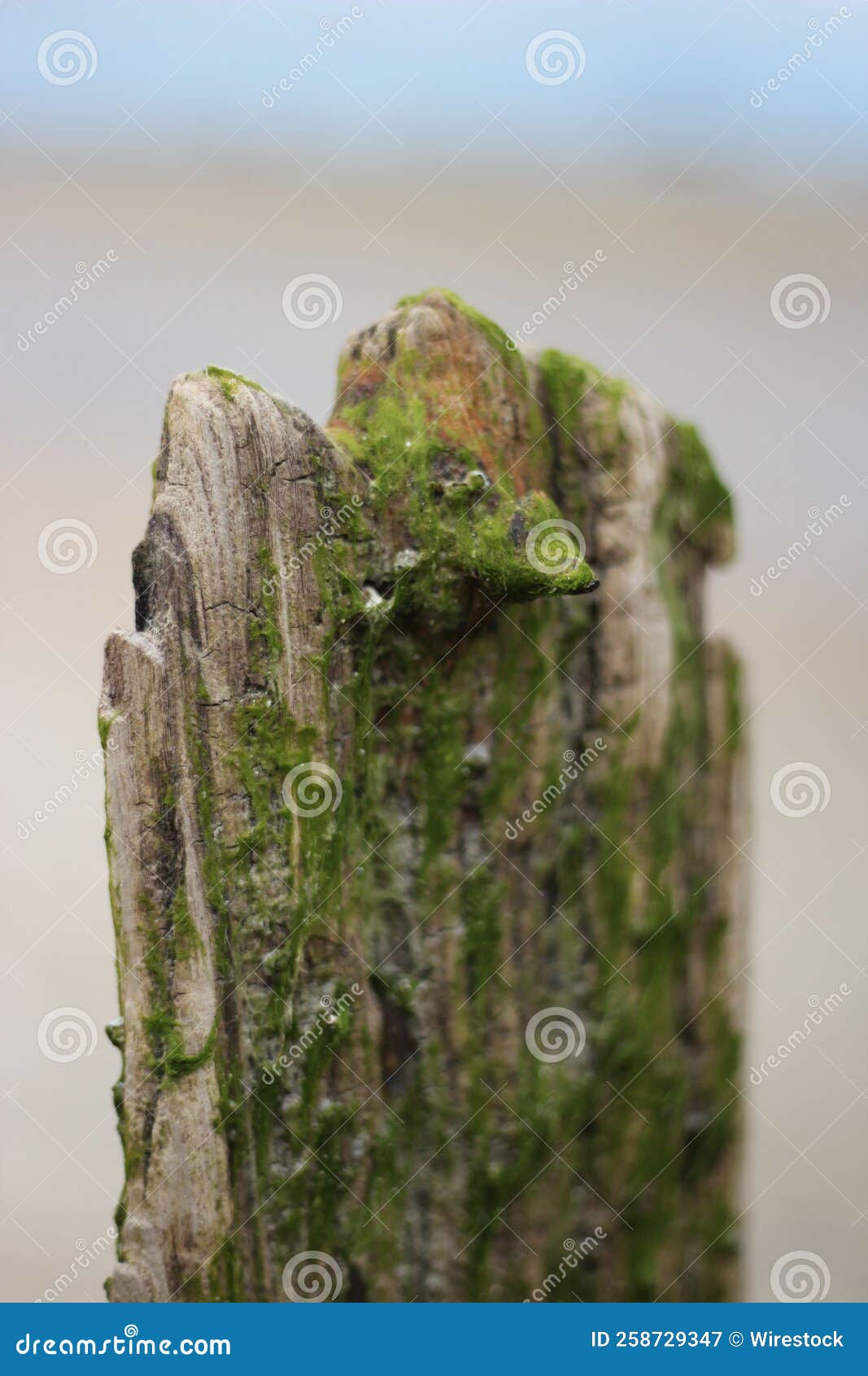 Plan Vertical D'une Rainure Recouverte De Mousse Sur La Plage Image ...