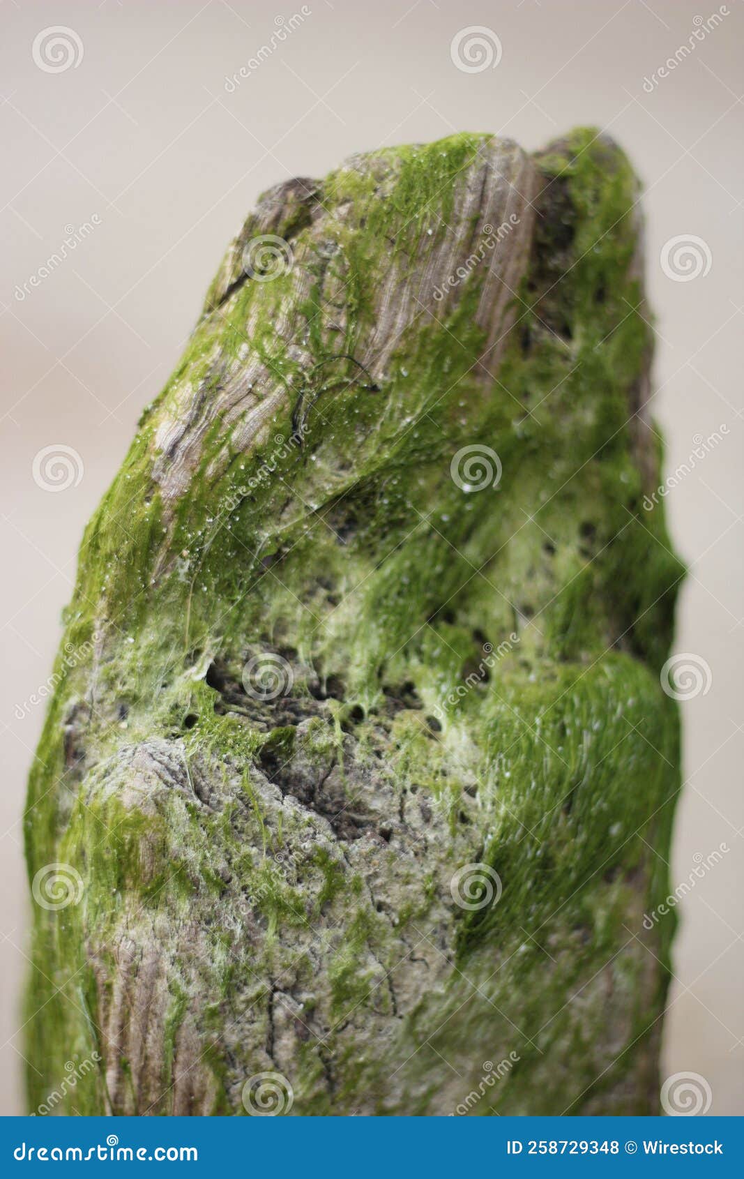 Plan Vertical D'une Rainure Recouverte De Mousse Sur La Plage Photo ...