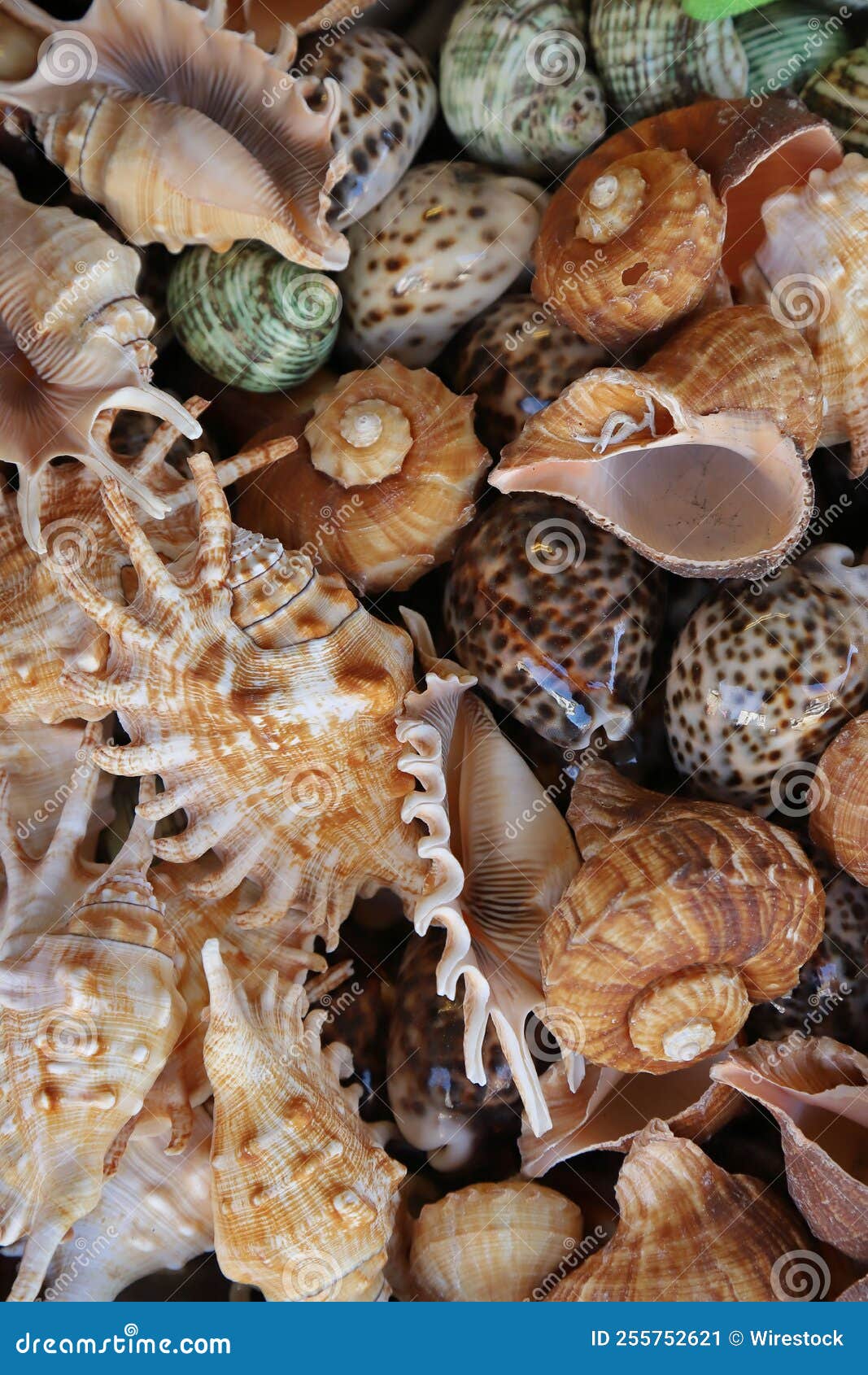 Plan Vertical De Différents Types De Coquillages Image stock - Image du ...