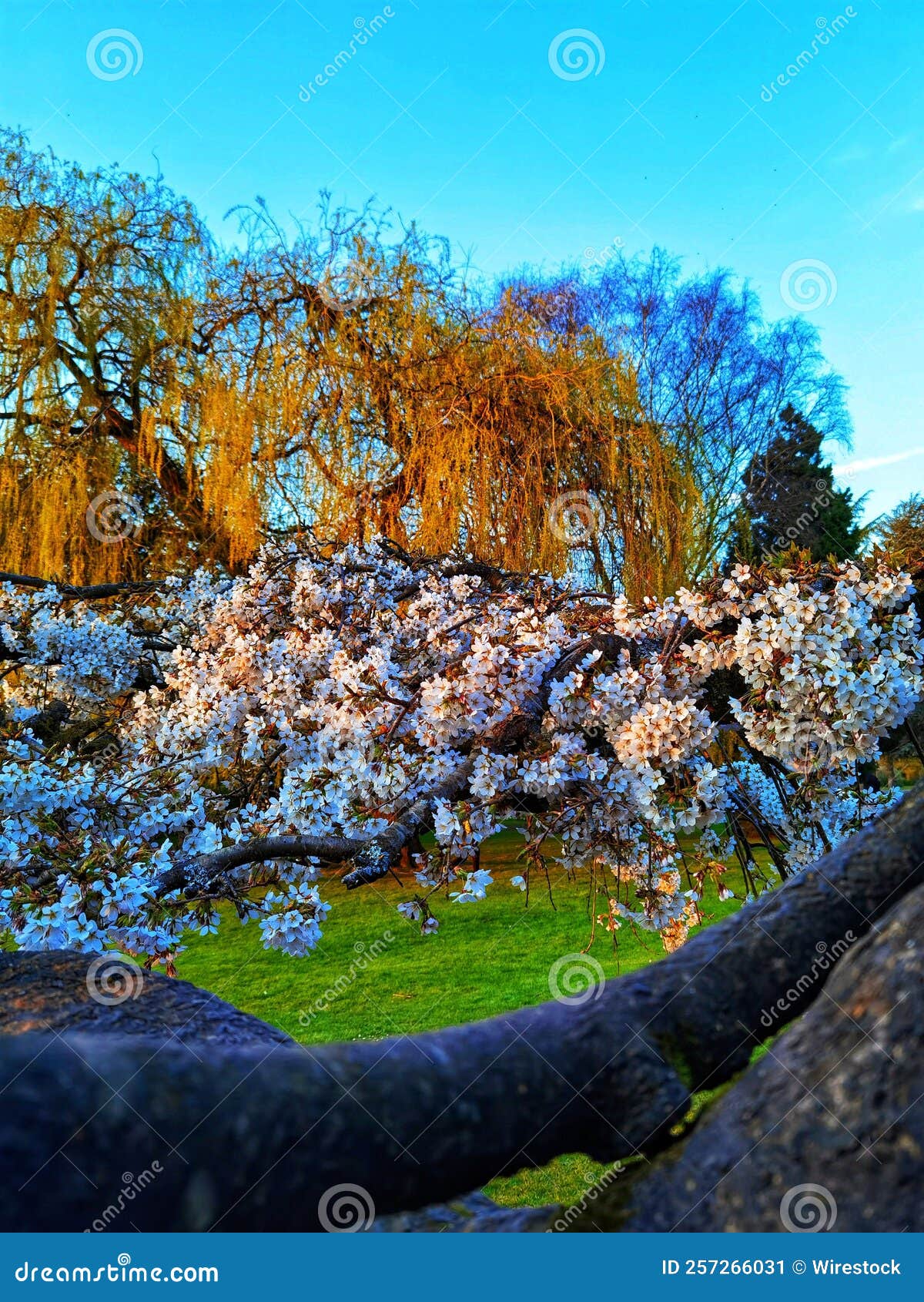 Plan Vertical De Fleurs De Cerisiers Sur Les Branches D'un Arbre Image ...