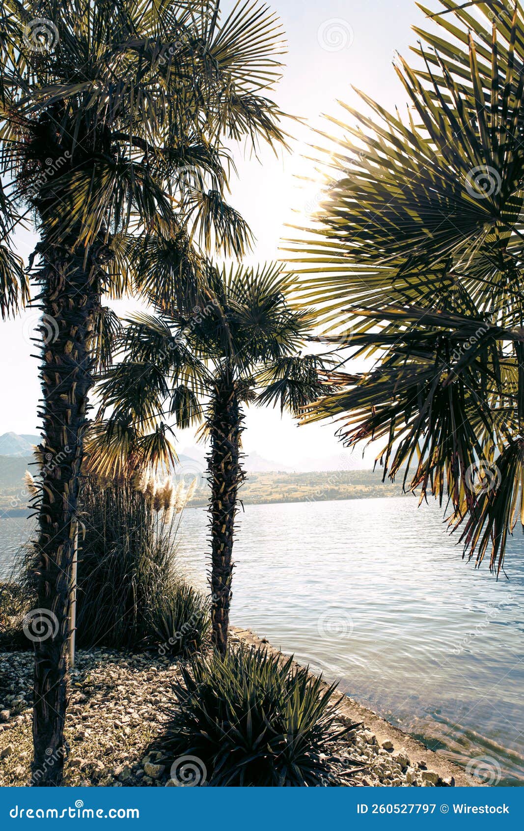 Plan Vertical De Palmiers Sur La Plage Image stock - Image du abstrait ...