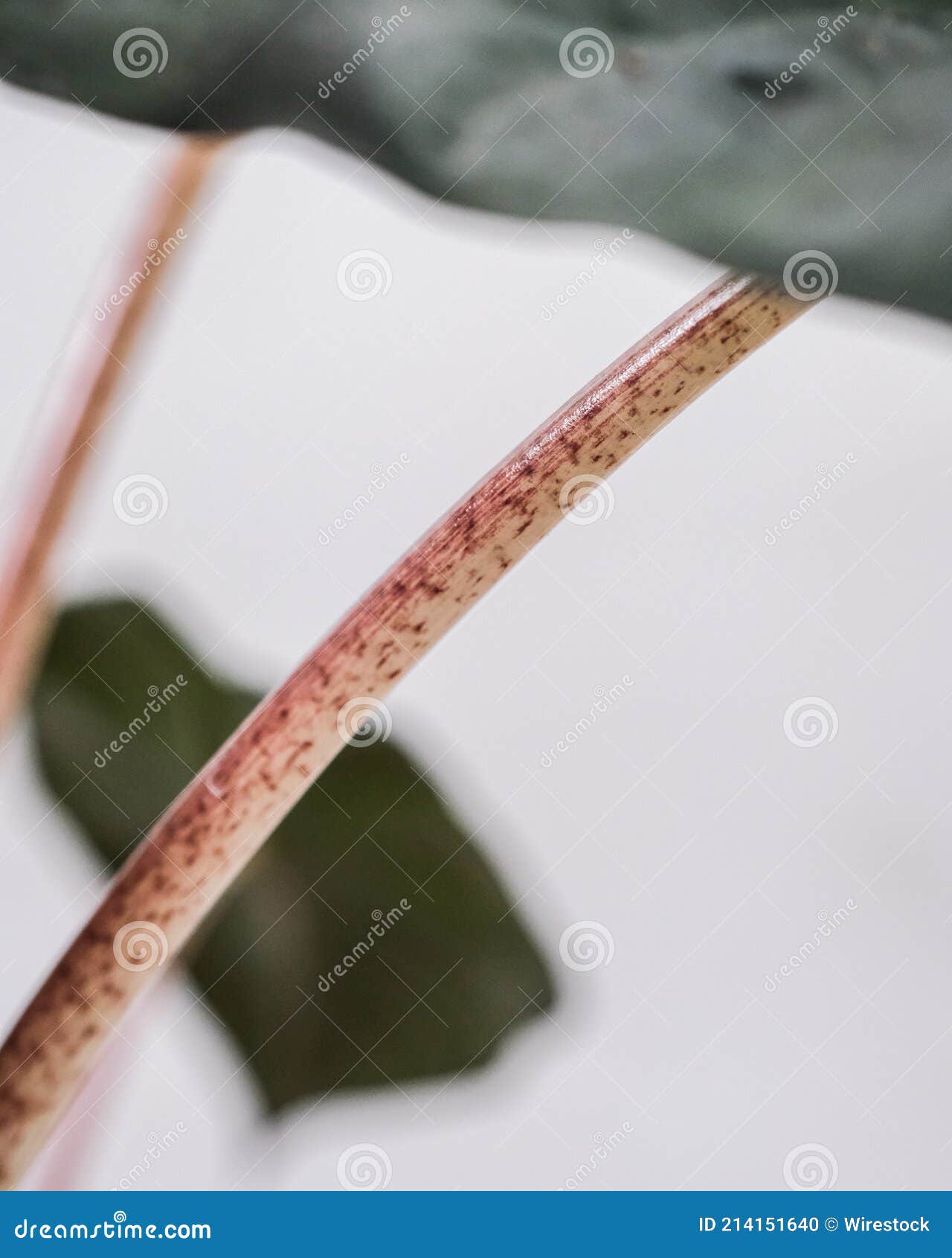 Plan Vertical De Textures Sur Une Tige Photo stock - Image du vert ...