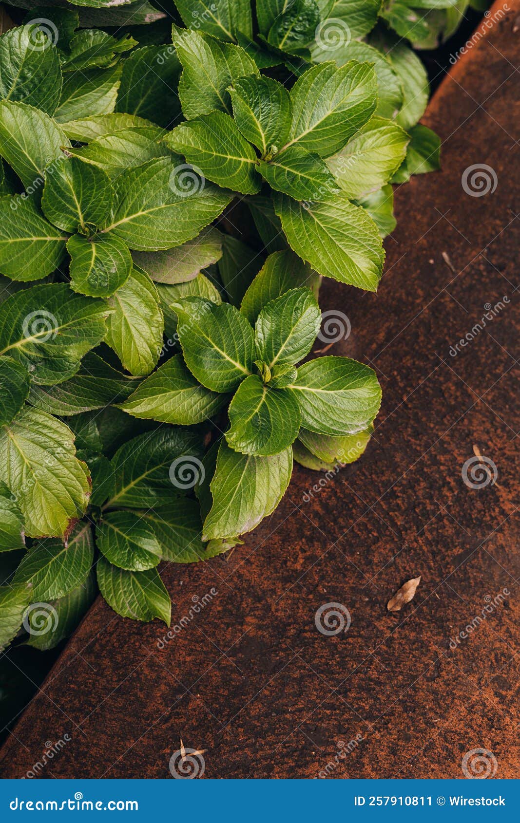 Plan Vertical Des Feuilles De Basilic Image stock - Image du normal ...