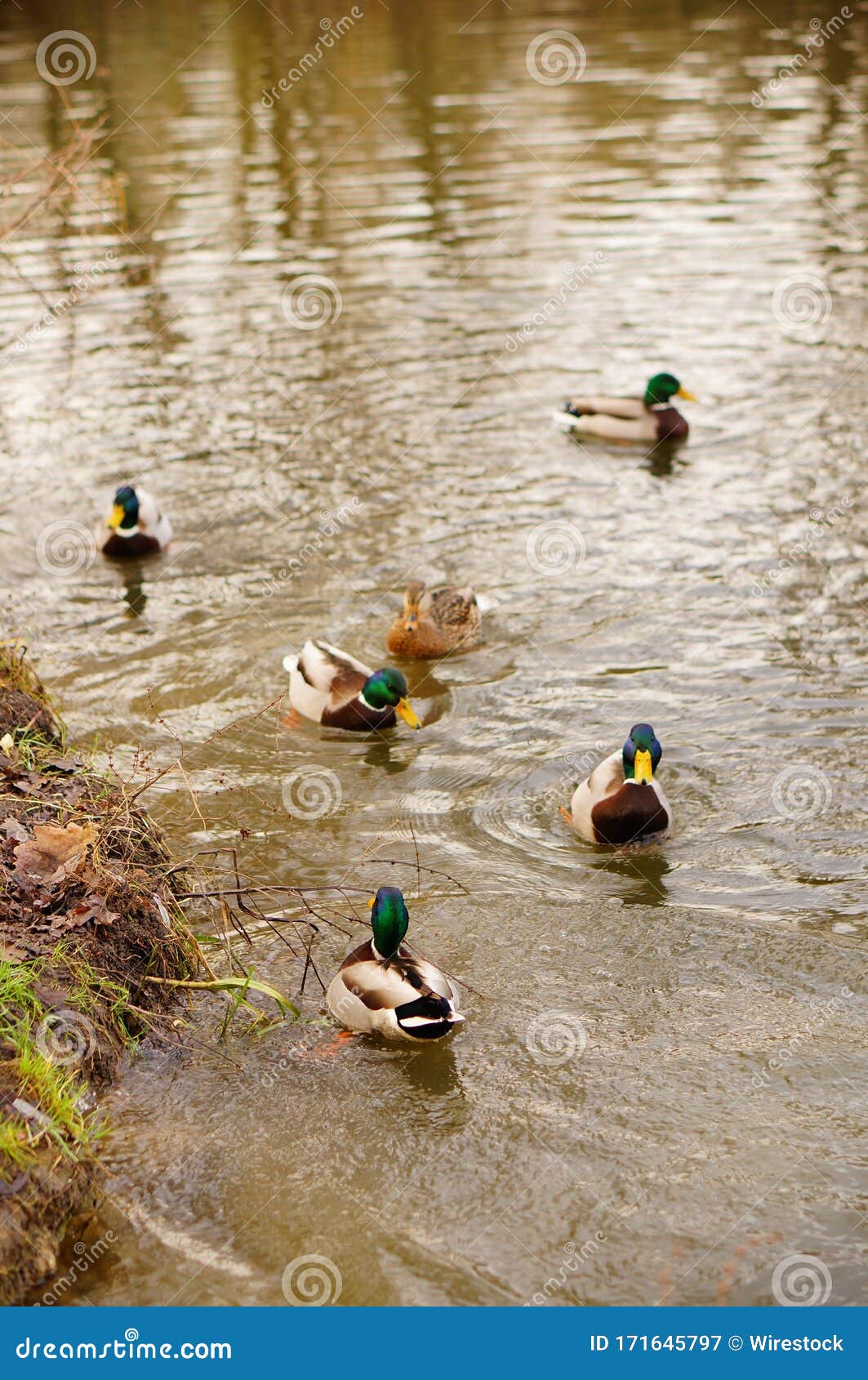 Plan Vertical En Grand Angle De Canards Mignons Nageant Dans Le Lac ...