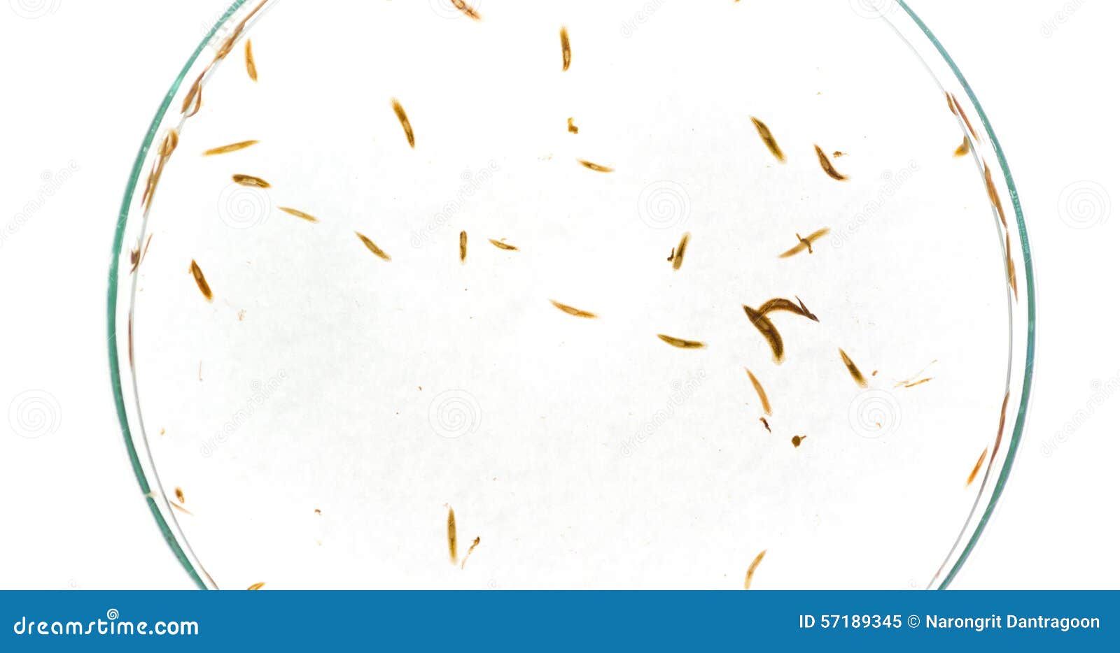 Planaria flatworm stock image. Image of crawling, planaria - 57189345