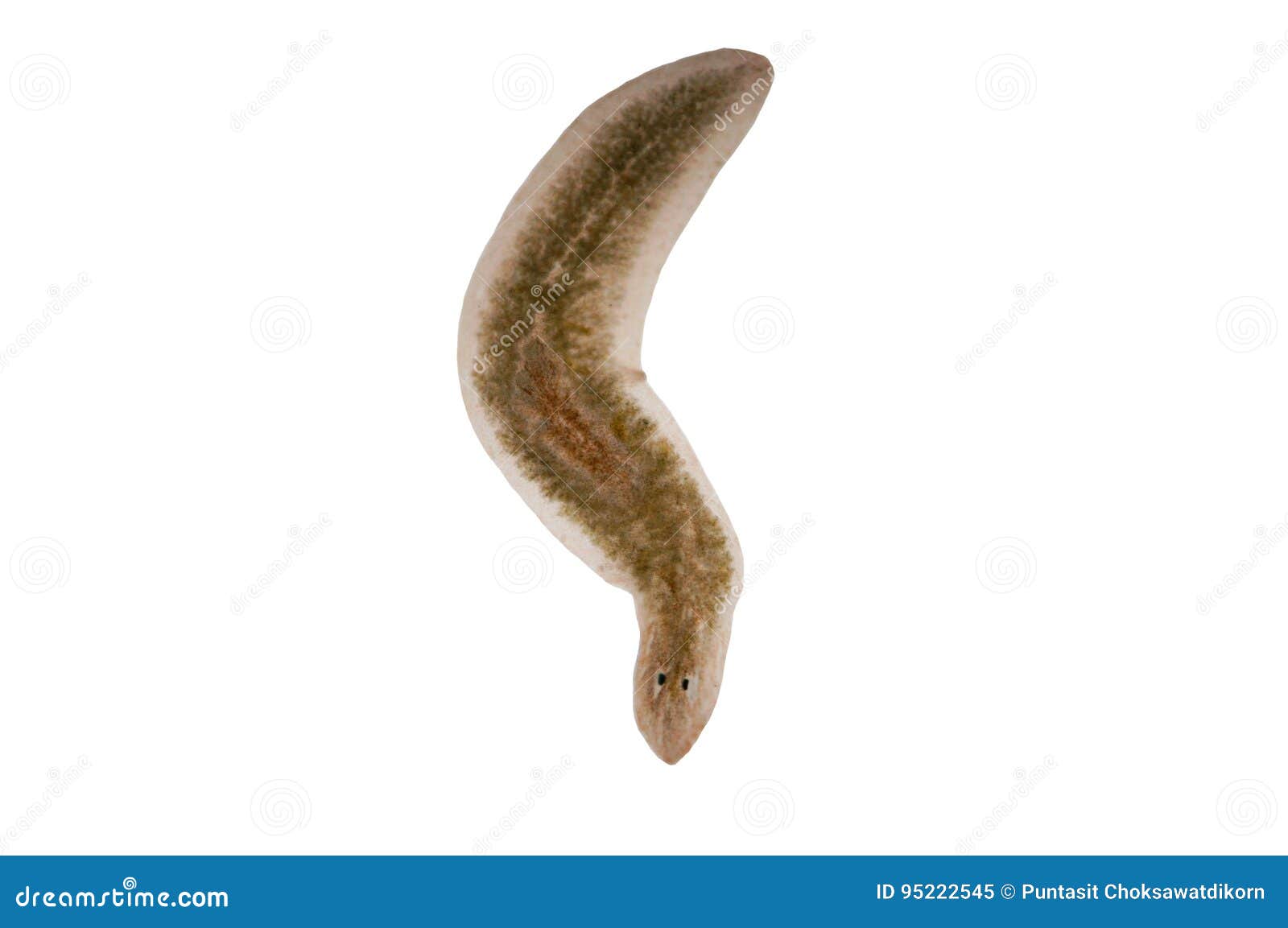 Planaria Flatworm Under Microscope View. Stock Image - Image of flat ...