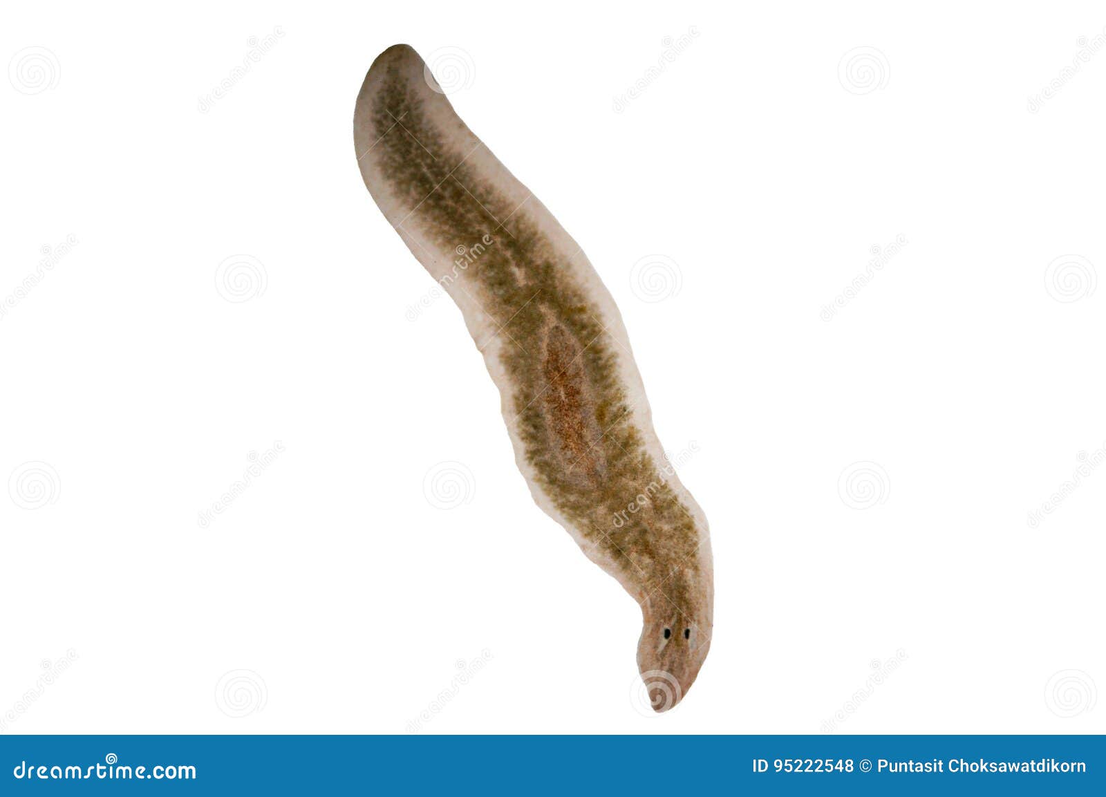 The View Of Pharynx From The Back In The Old Book The Human Anatomy ...