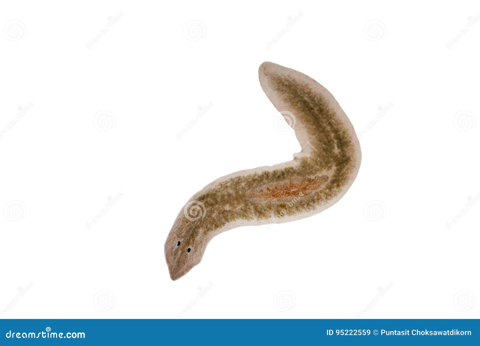 Planaria Flatworm Under Microscope View. Stock Image - Image of pharynx ...