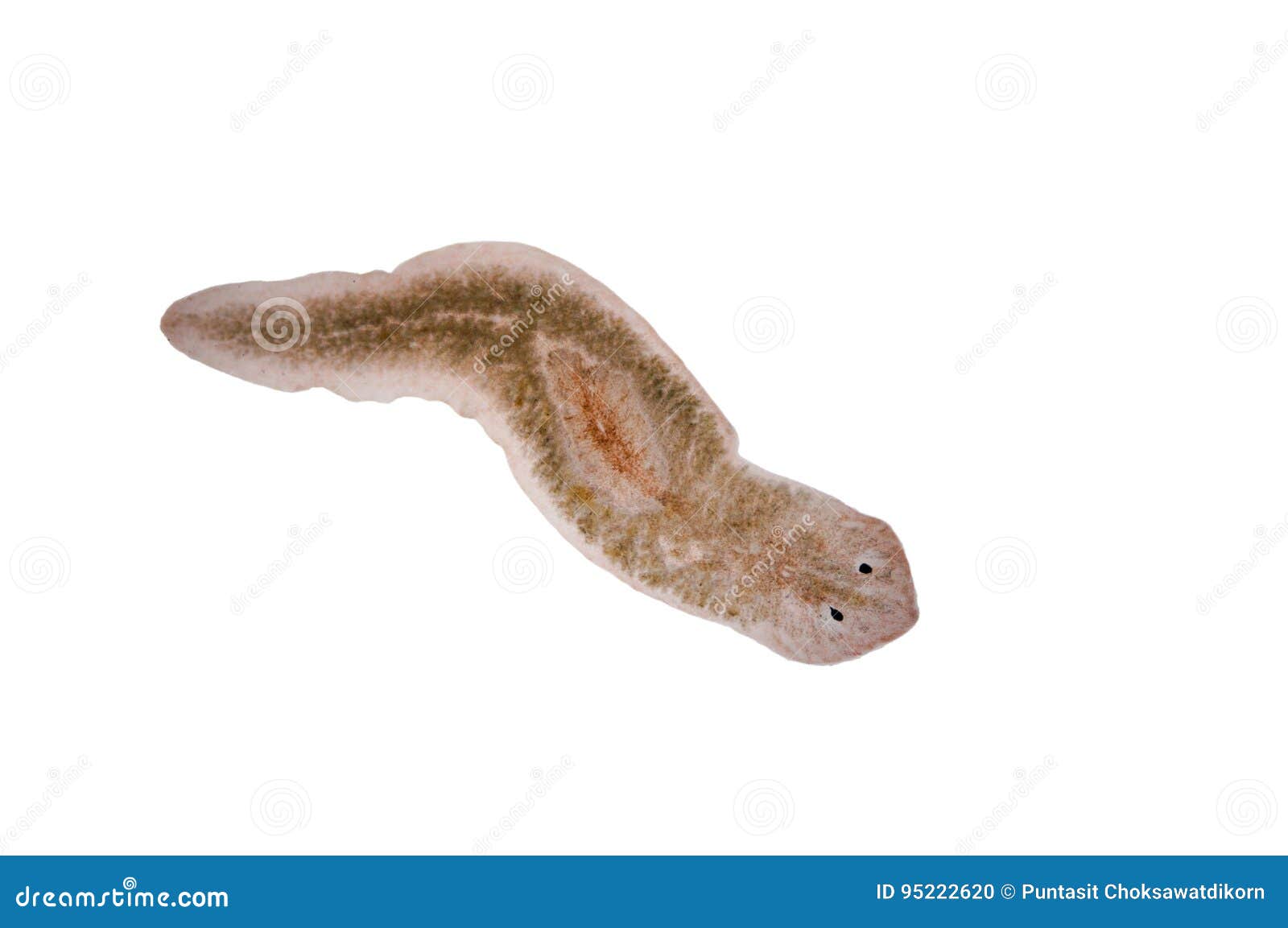 Planaria Flatworm Under Microscope View. Stock Photo - Image of pond ...