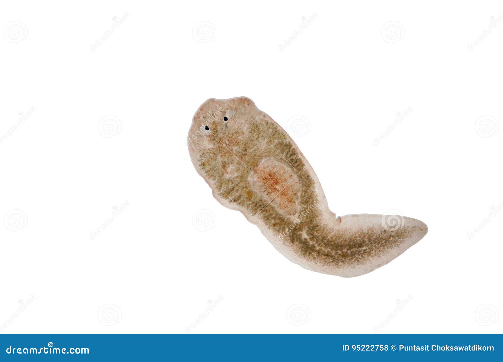 Planaria flatworm stock photo. Image of jungle, crawling - 95222758