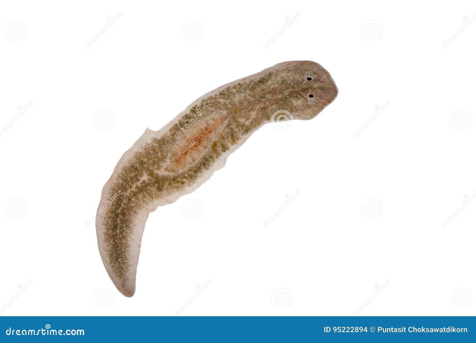 Planaria Flatworm Stock Photography | CartoonDealer.com #81531896