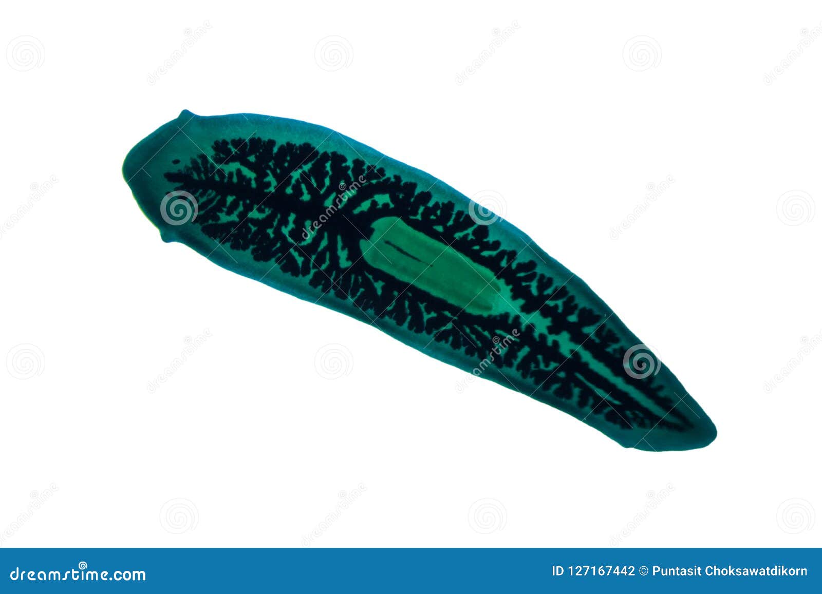 Planaria Flatworm Under Microscope View. Stock Photo - Image of ...