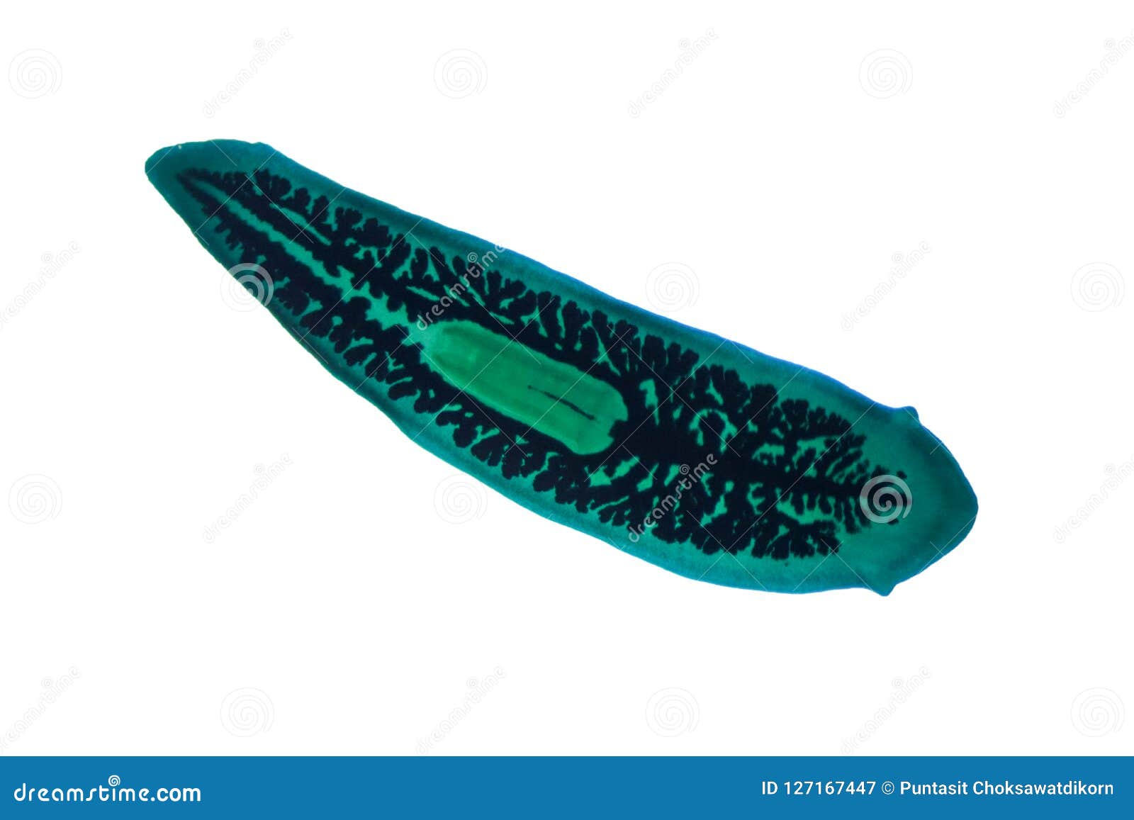 Planaria Flatworm Under Microscope View. Stock Image - Image of ...