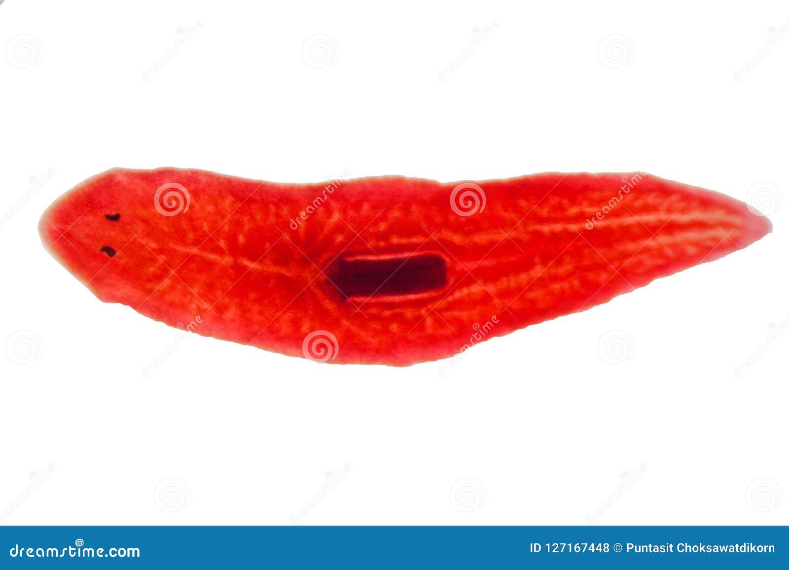 Planaria Flatworm Under Microscope View. Stock Photo - Image of jungle ...