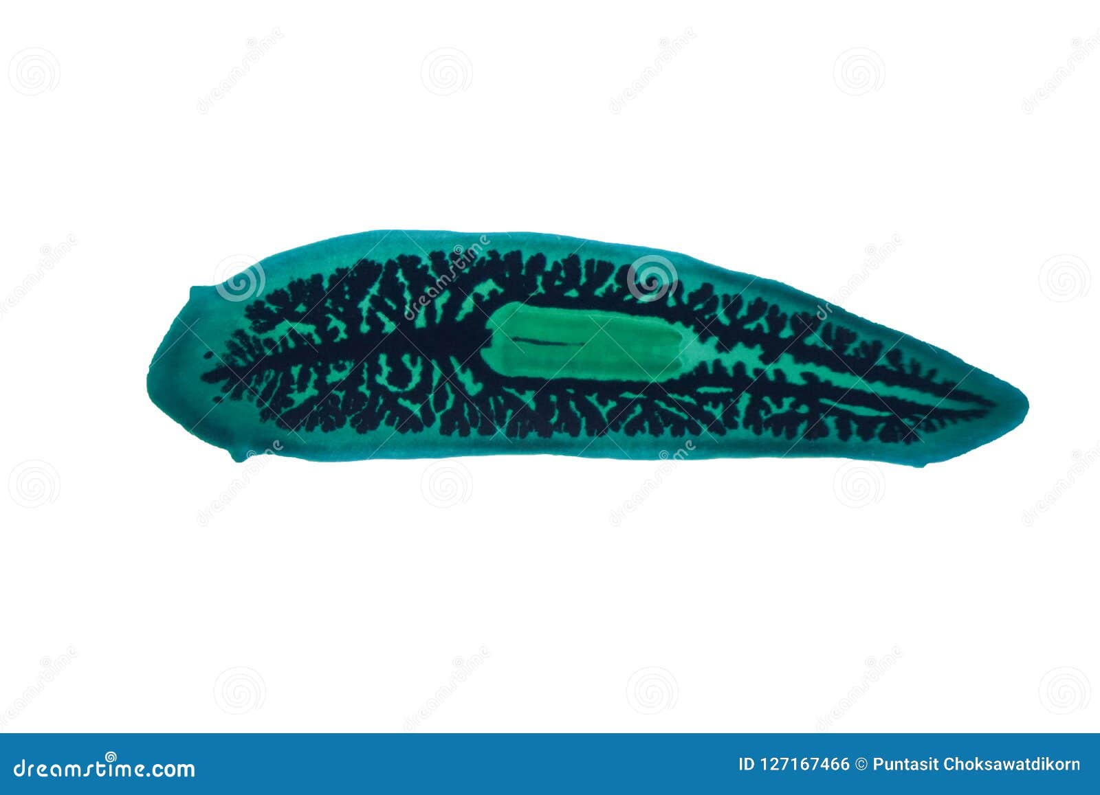 Planaria Flatworm Under Microscope View. Stock Photo - Image of nervous ...