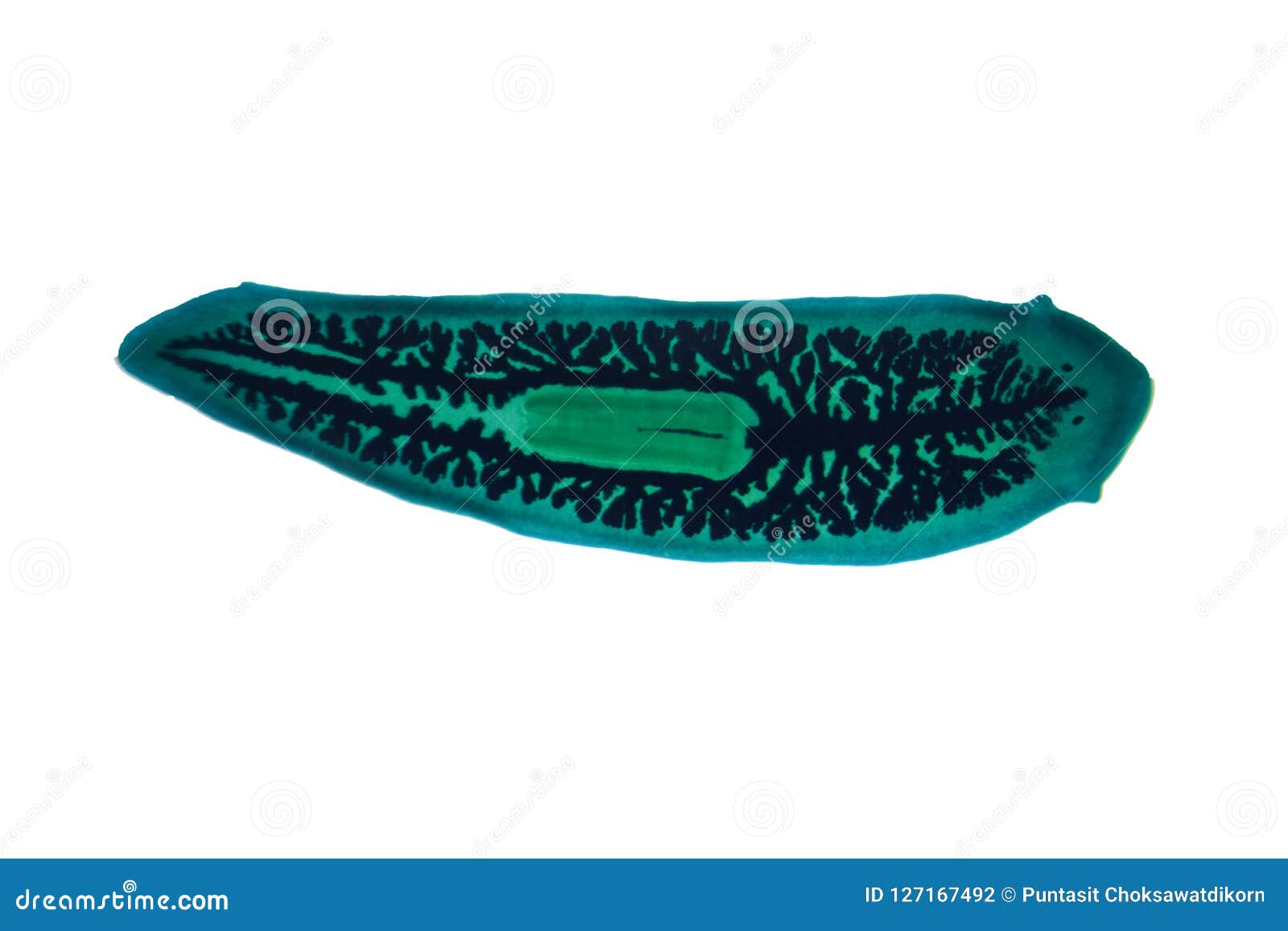 Planaria Flatworm Under Microscope View. Stock Photo - Image of giant ...
