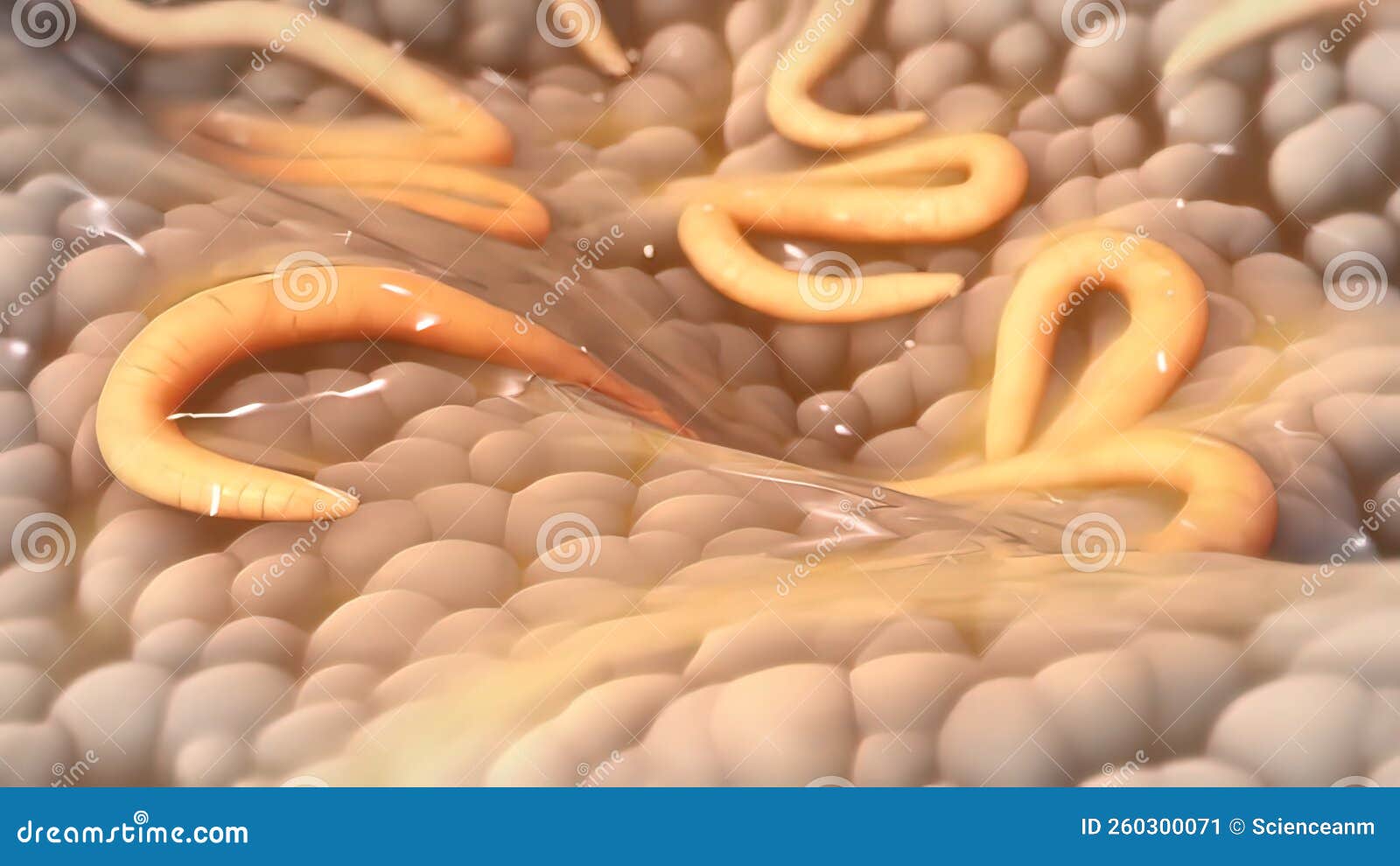 Planaria Flatworm Under Microscope View Stock Illustration ...