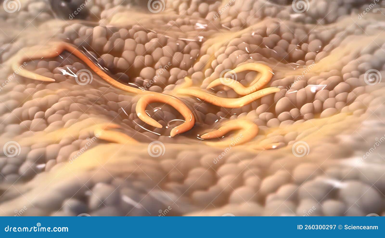 Planaria Flatworm Under Microscope View Stock Illustration ...